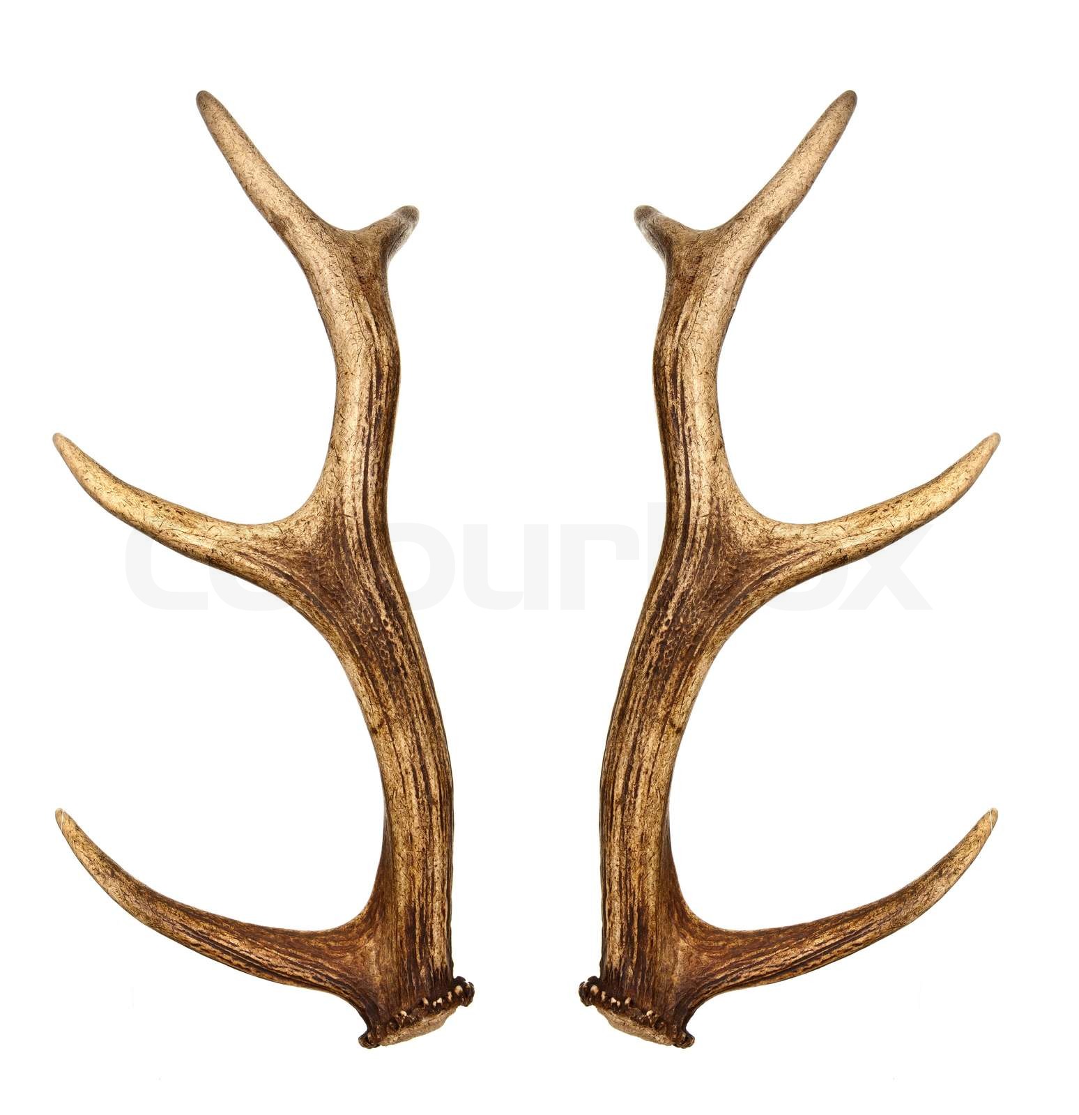 Two deer horns | Stock image | Colourbox