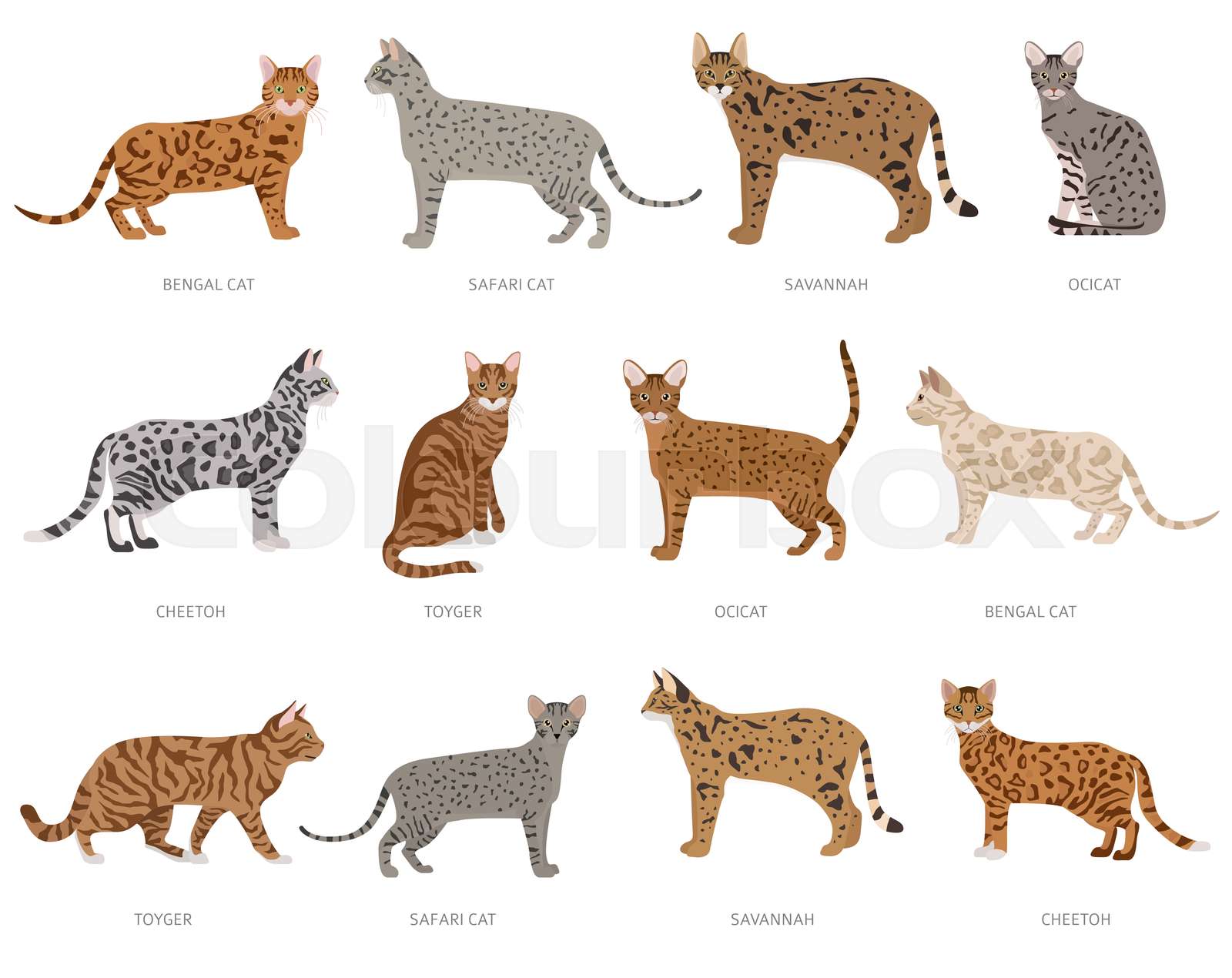 Wild Cat Species Chart