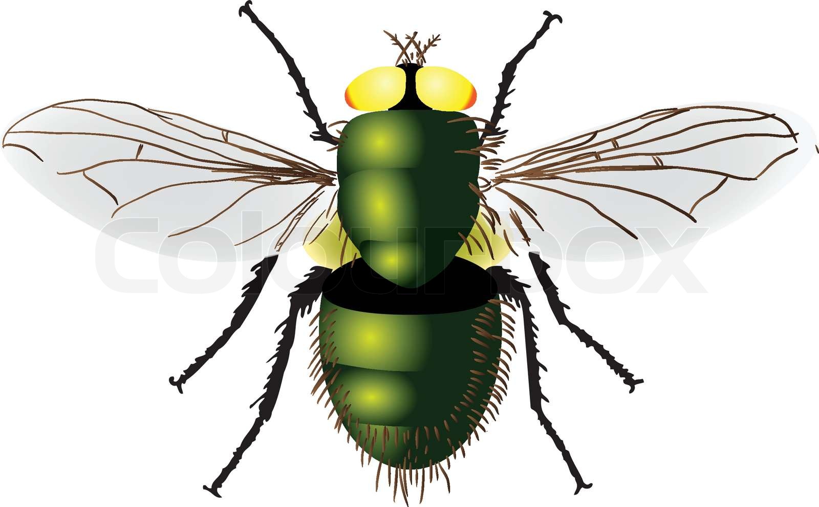Green fly | Stock vector | Colourbox
