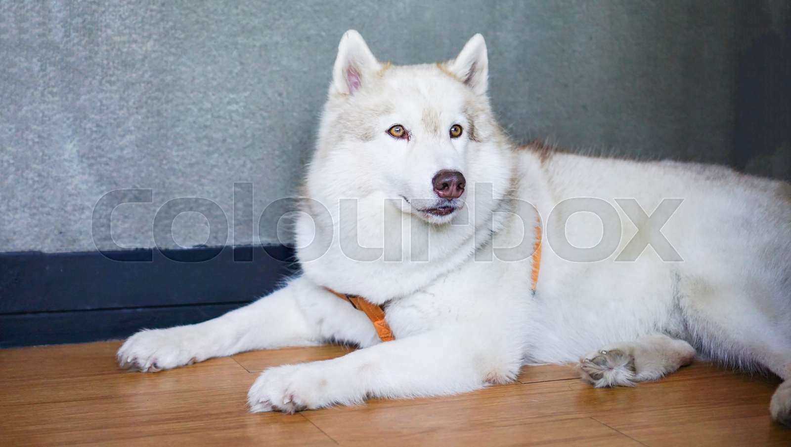 Light Red And White Husky