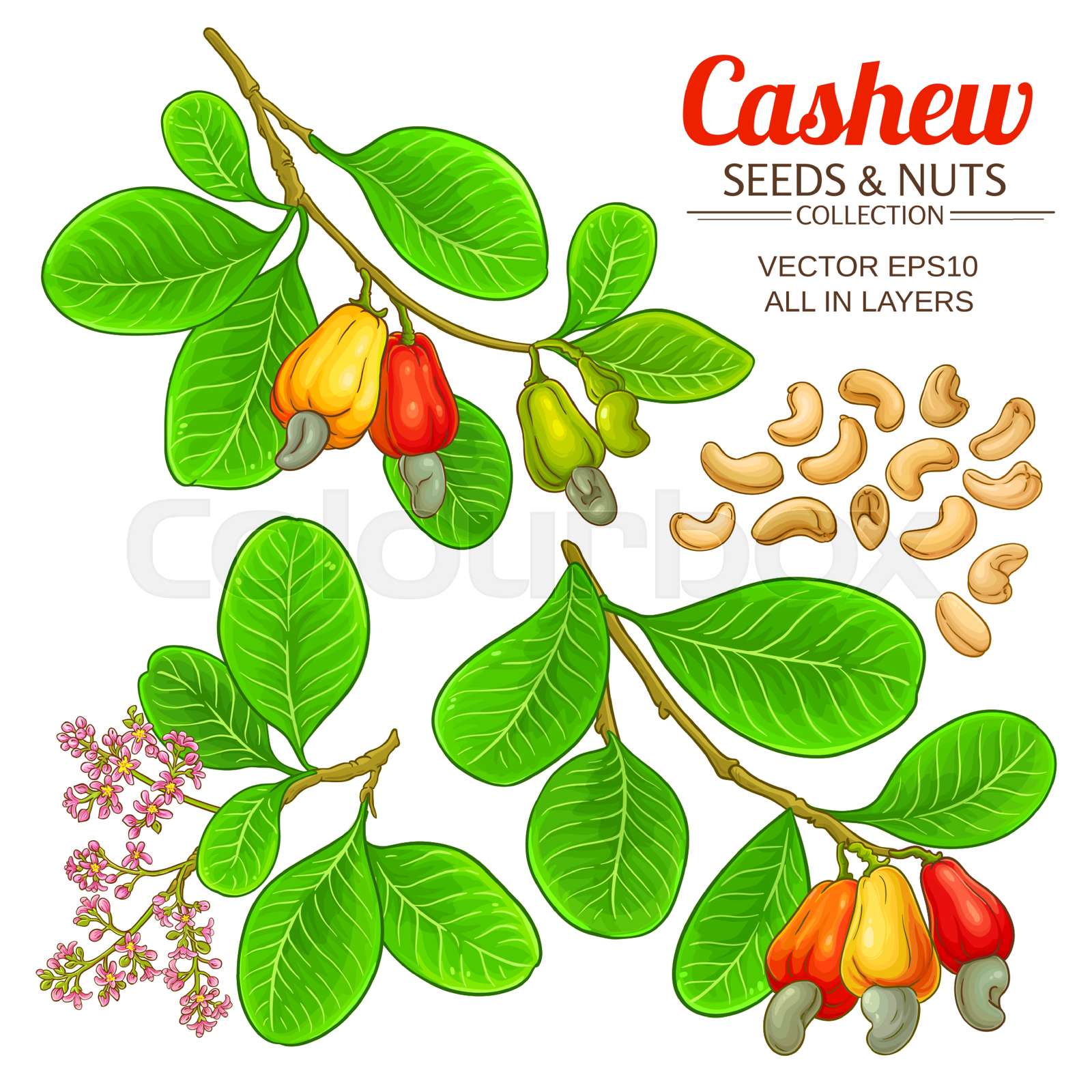 cashew vector set | Stock vector | Colourbox cashew vector set | Stock vector | Colourbox