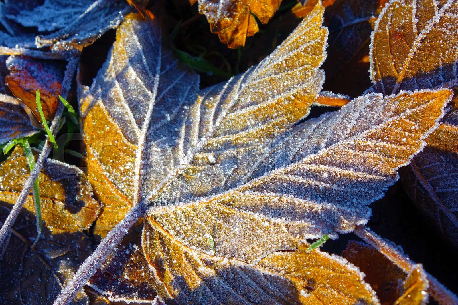A close-up image of frosted Autumn leaves. | Stock image | Colourbox