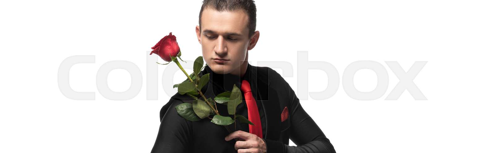 panoramic shot of stylish tango dancer holding red rose isolated on ...