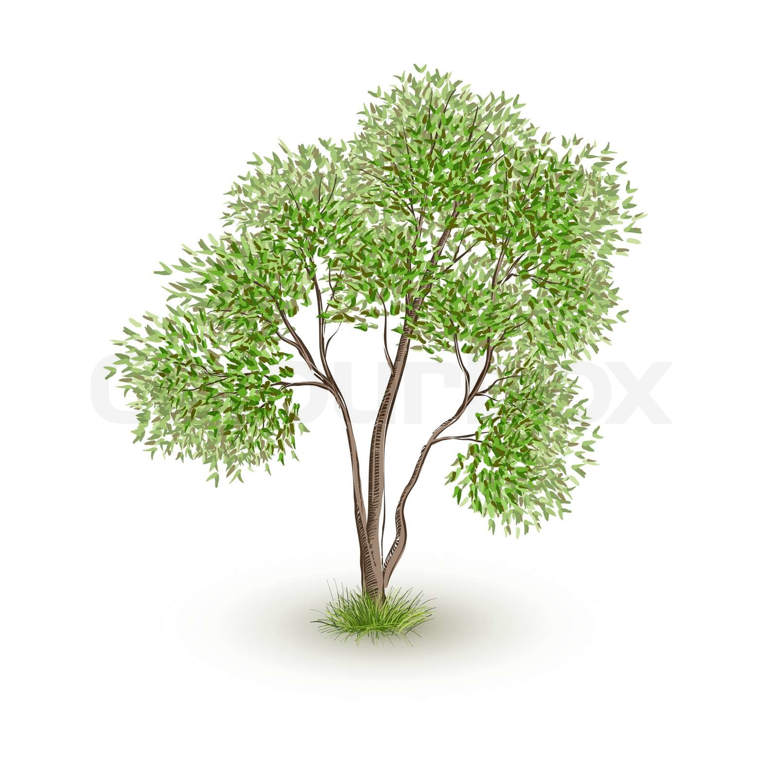 grünen Baum realistische Vektor | Stock-Vektor | Colourbox