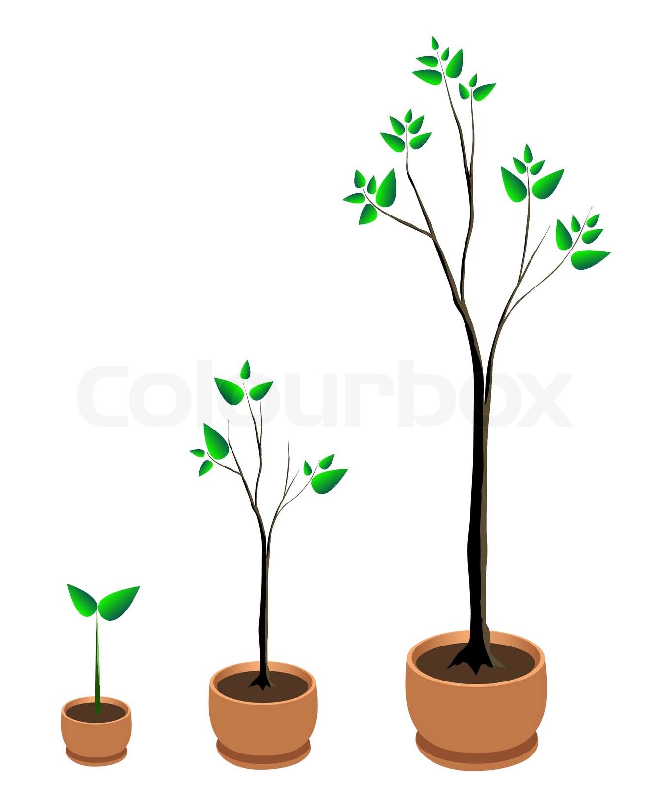 Tree Growth Vector | Stock vector | Colourbox