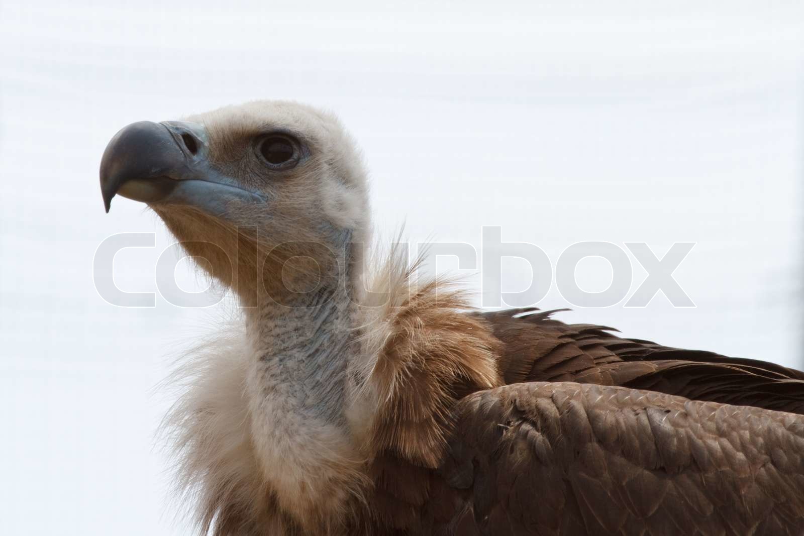 griffon-vulture | Stock image | Colourbox