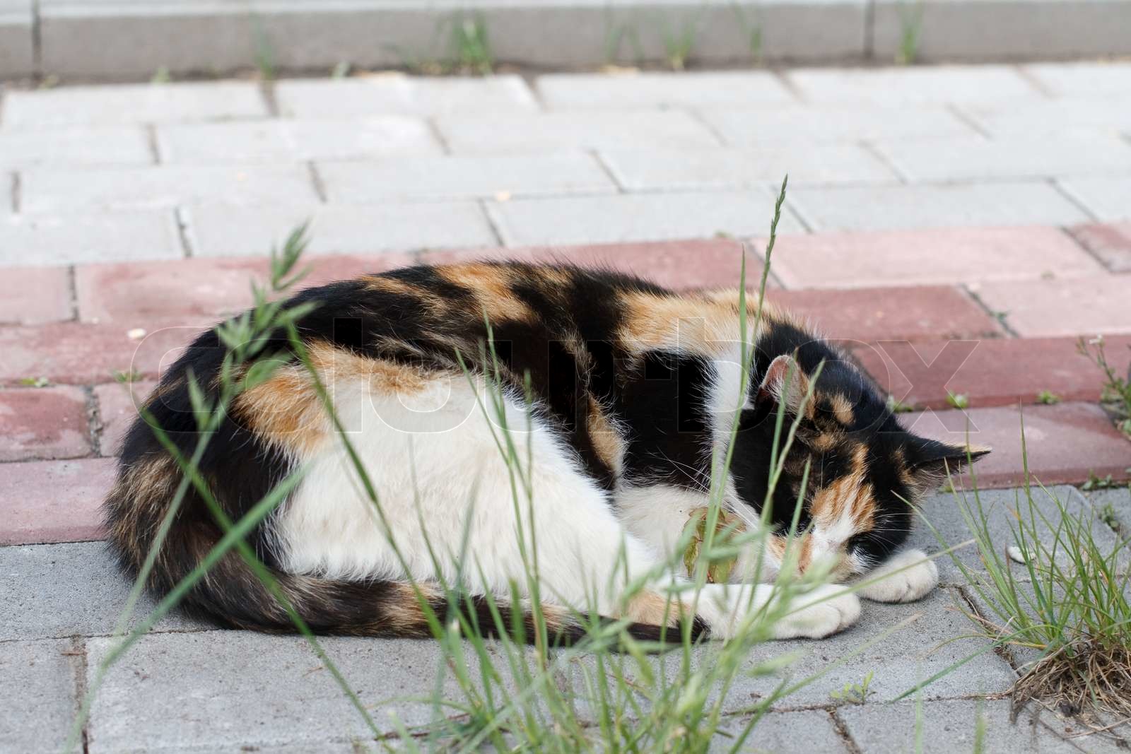 Tricolor Katze schläft auf dem Bürgersteig | Stock Bild | Colourbox