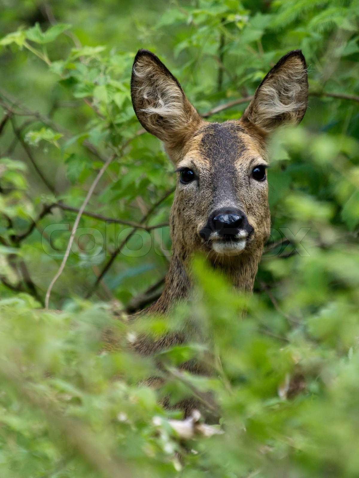 Roe deer head | Stock image | Colourbox