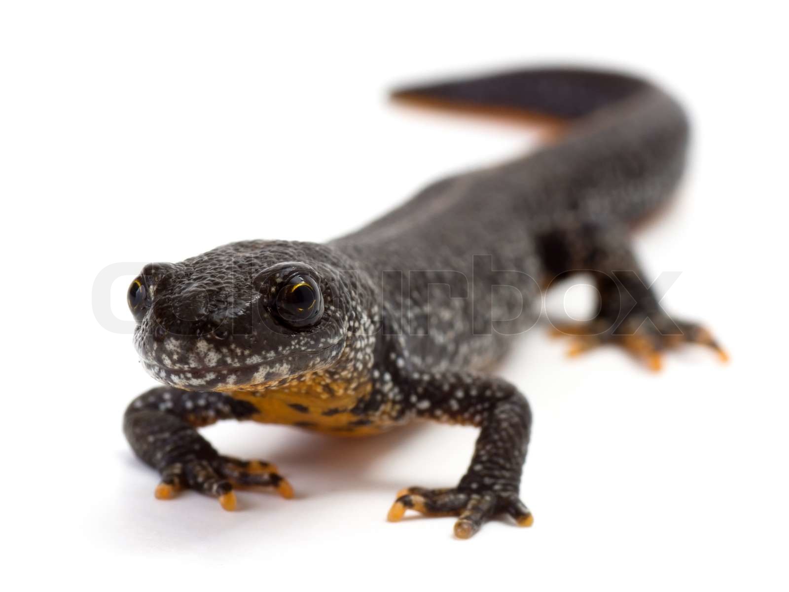 Great Crested Newt Stock Image Colourbox