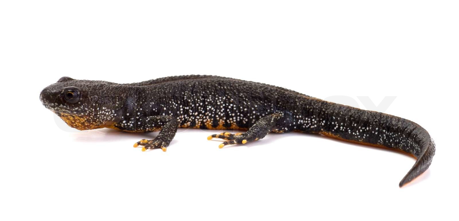 Great Crested Newt | Stock image | Colourbox