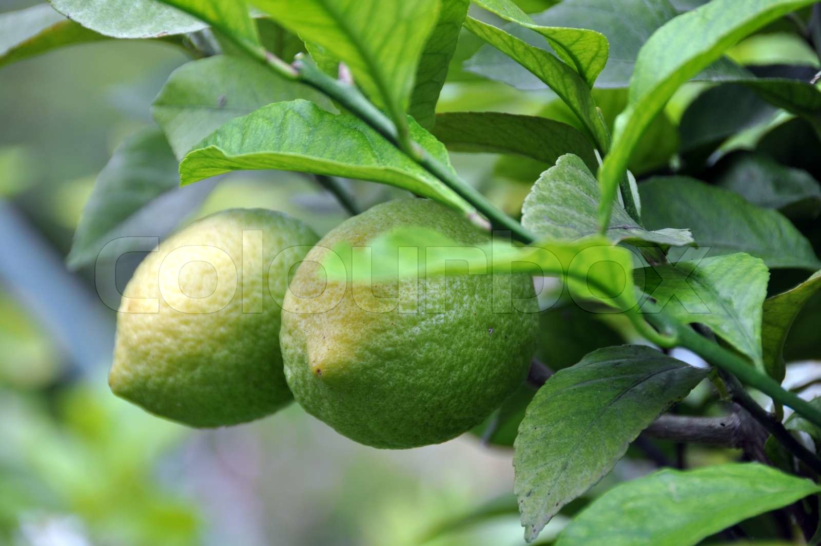 Green Lemons | Stock image | Colourbox