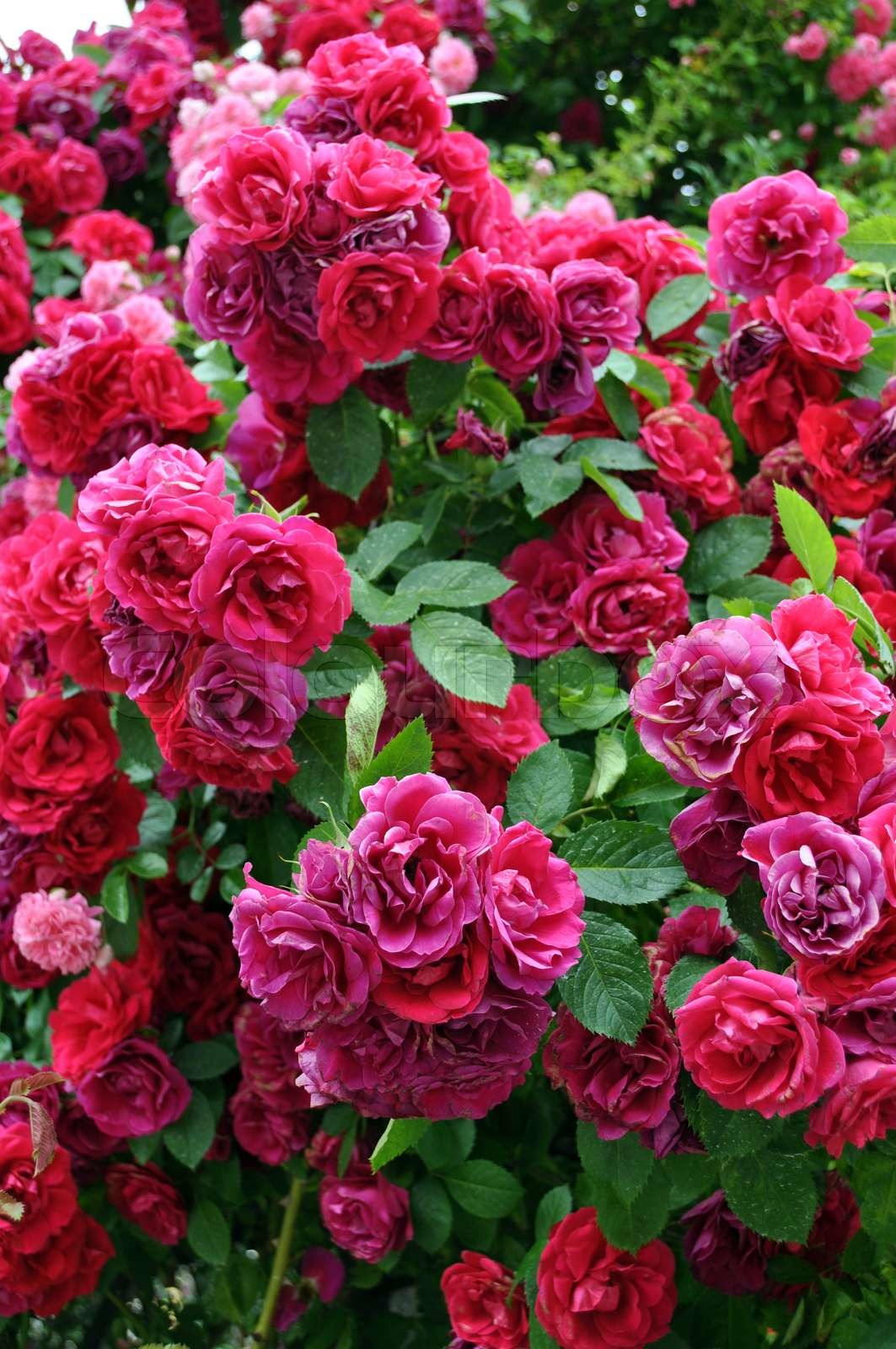 Country roses tree | Stock image | Colourbox