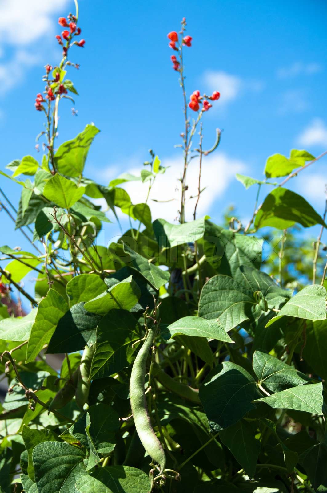 Runner Beans | Stock image | Colourbox
