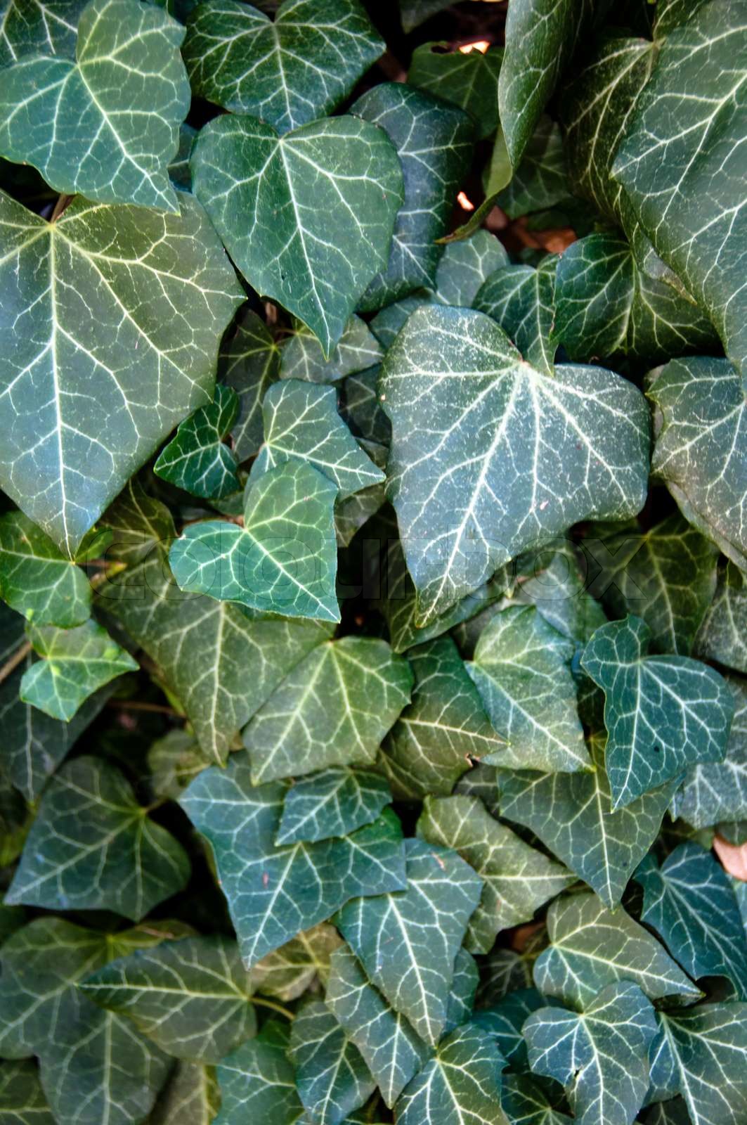 Poison Ivy | Stock image | Colourbox
