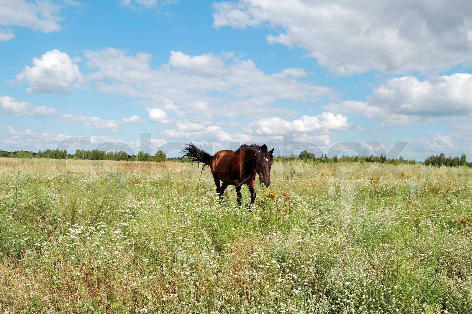 ein Pferd auf einer Wiese Weiden | Stock Bild | Colourbox
