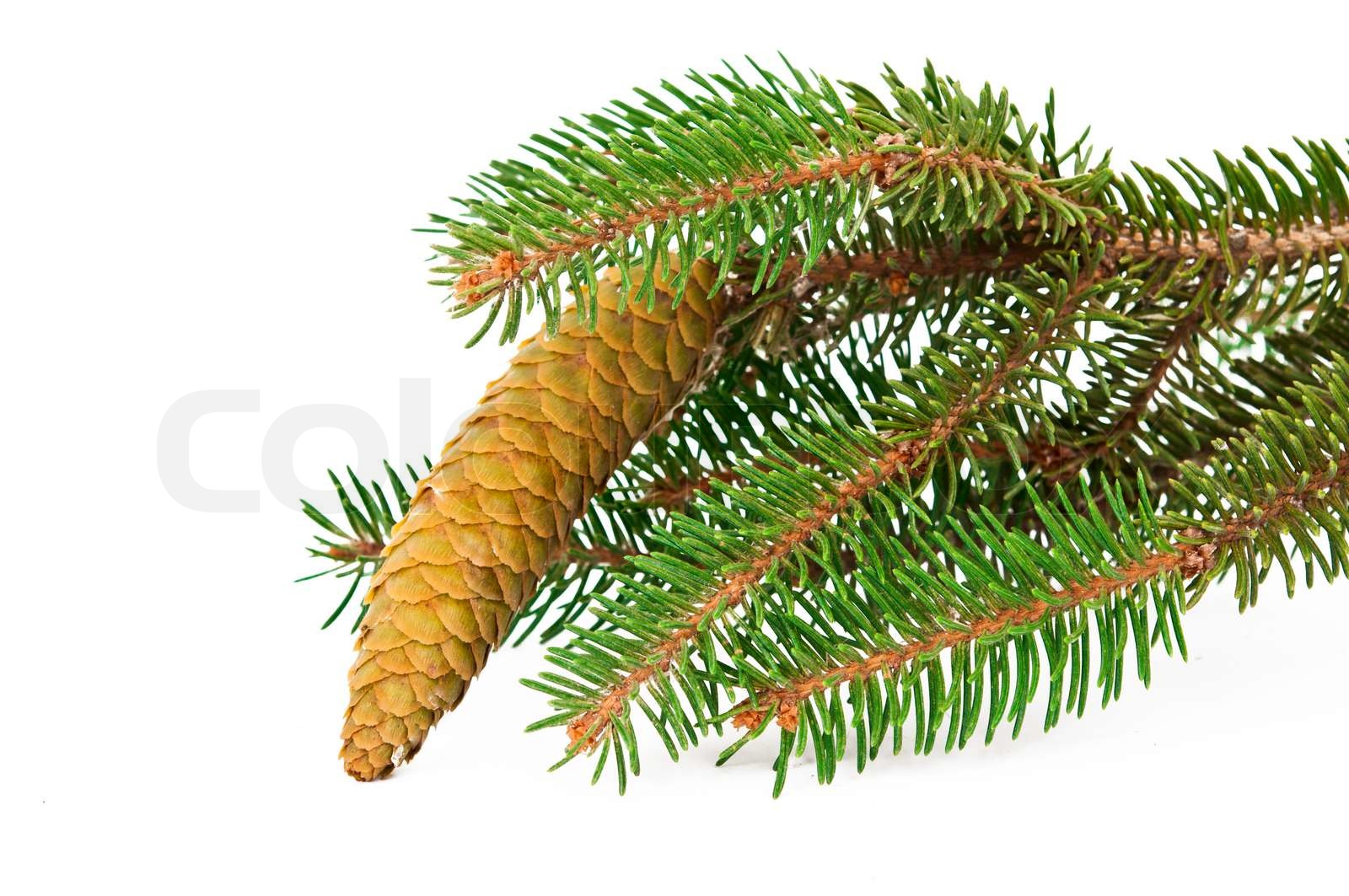 Fichte Zweig mit Konus isoliert | Stock Bild | Colourbox