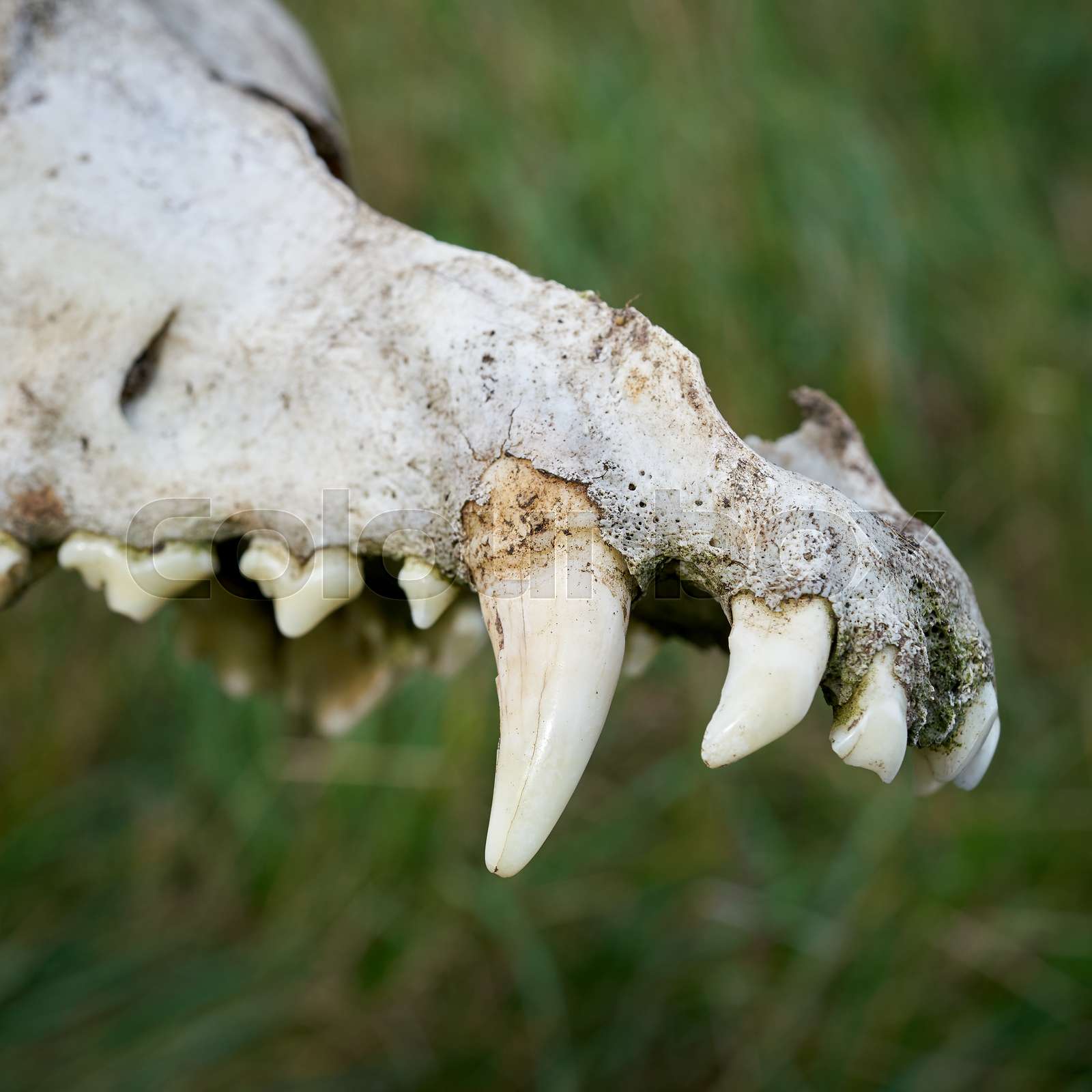 Remains of the skull of a wolf | Stock image | Colourbox