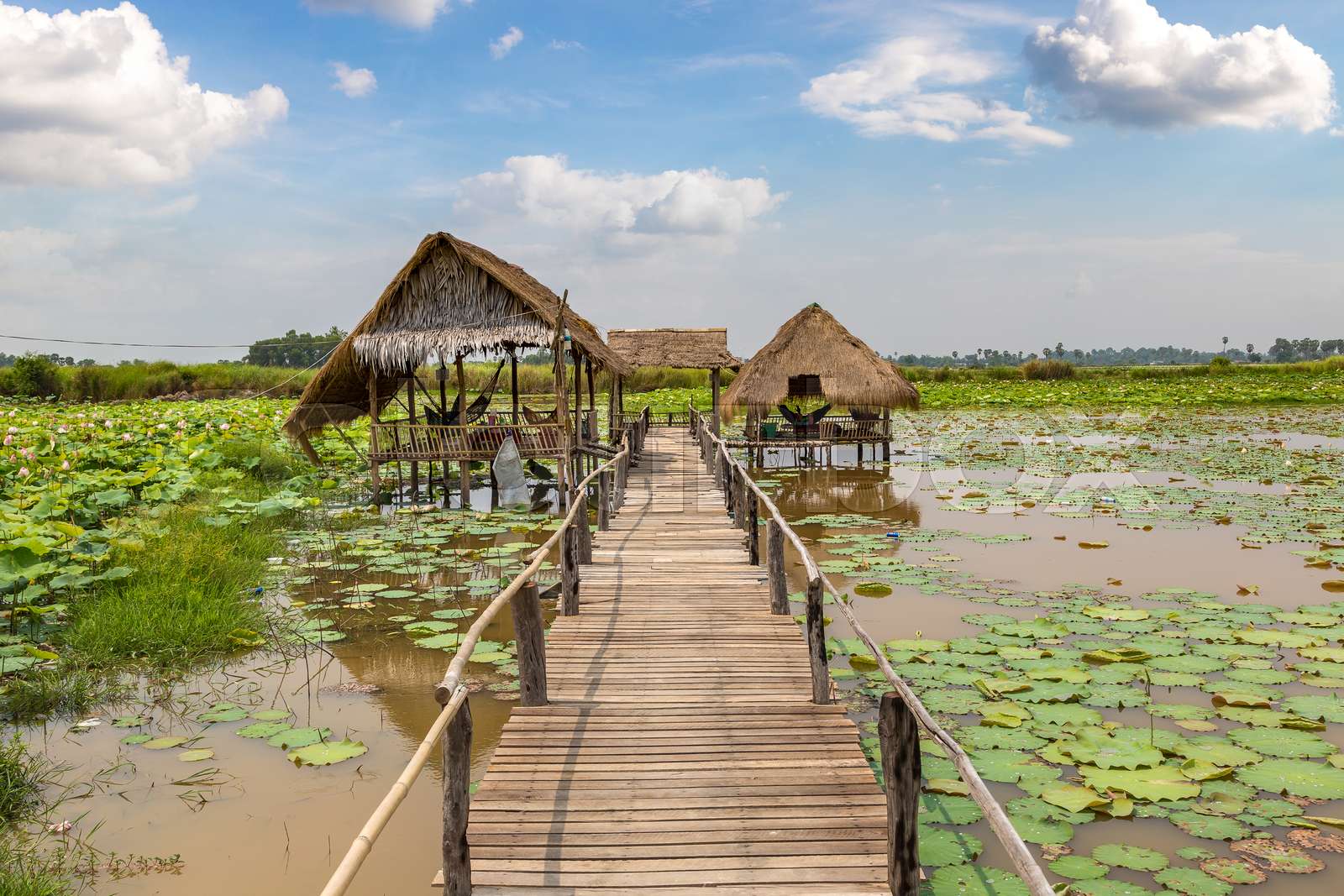 Lotus farm in Cambodia | Stock image | Colourbox