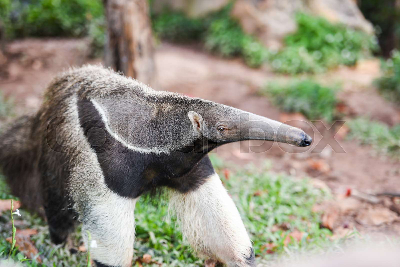 Rainforest Anteater