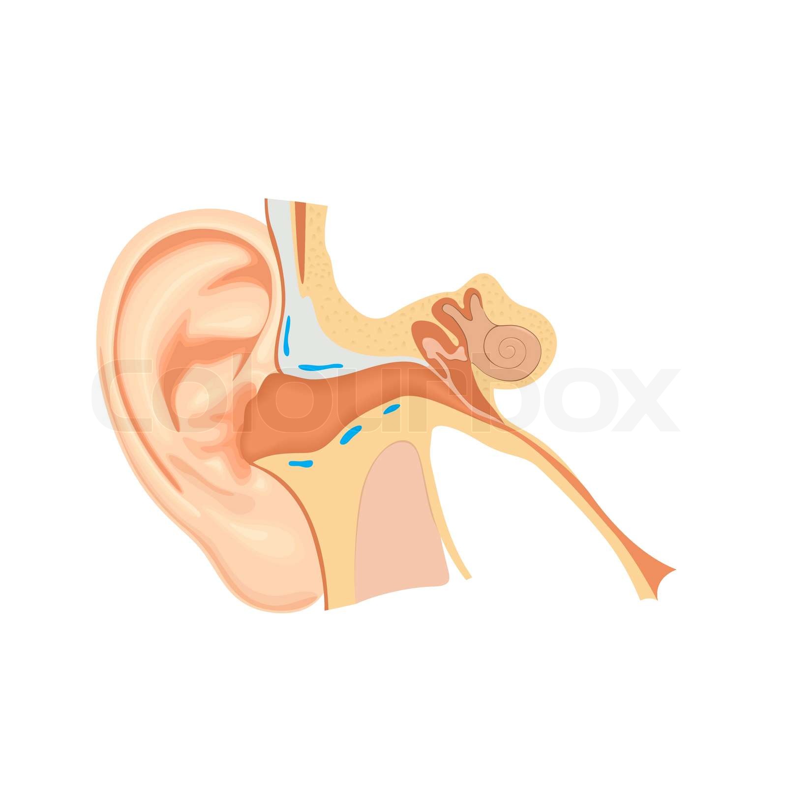Human Ear | Stock vector | Colourbox