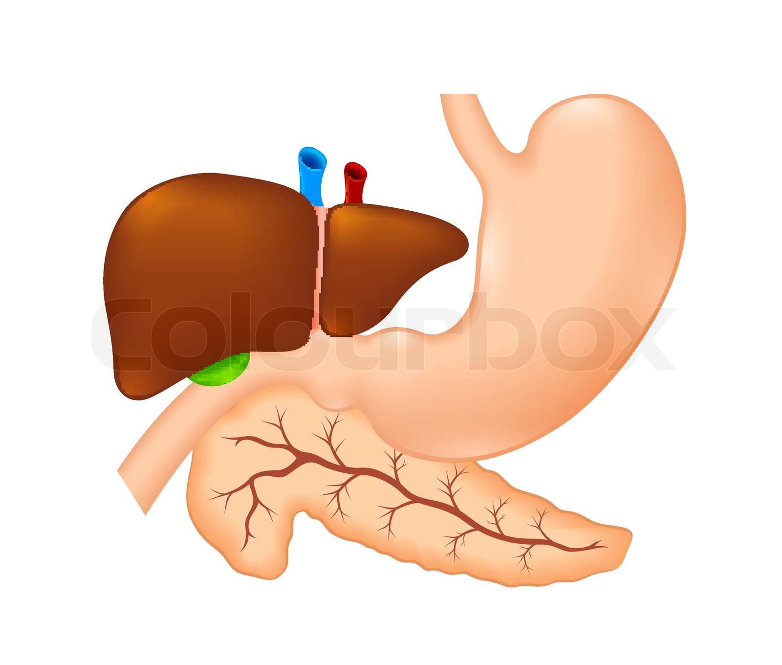 stomach, liver and pancreas | Stock vector | Colourbox