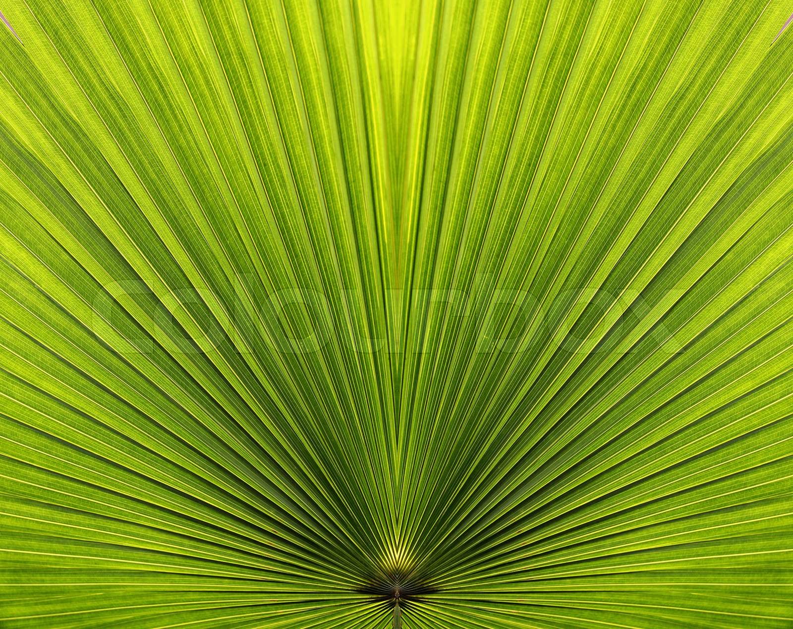 Palm leaf closeup with symmetry and lines | Stock image | Colourbox
