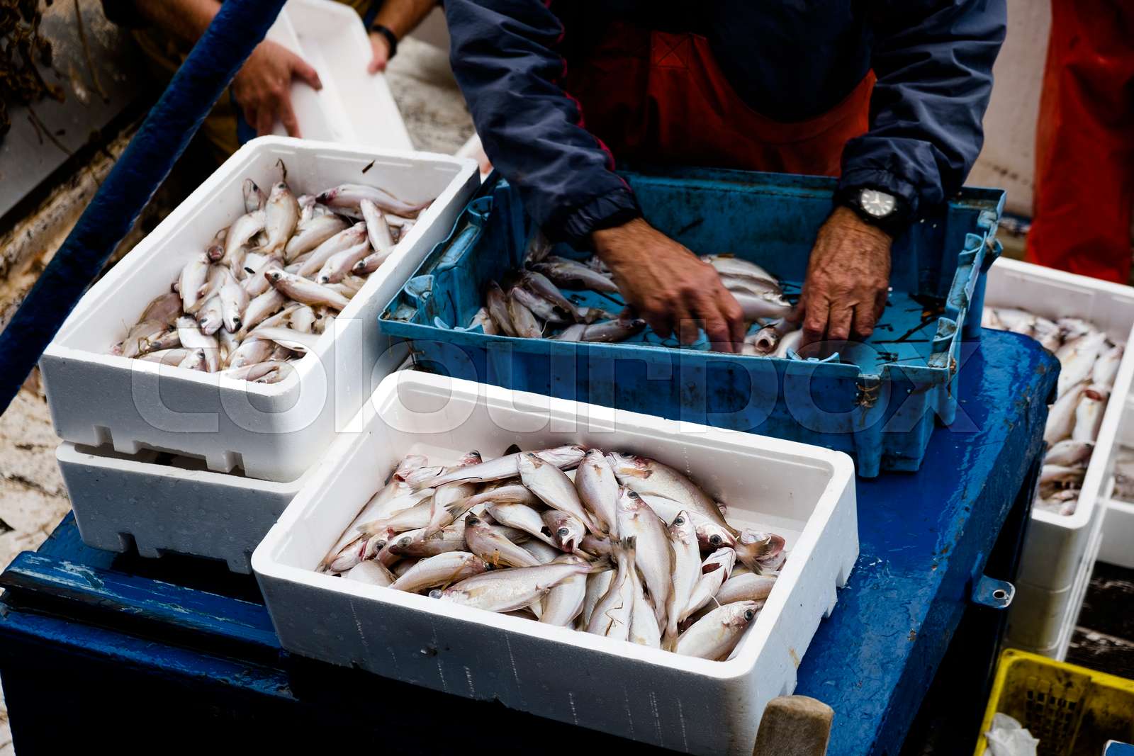 fisherman sorting the fish on board | Stock image | Colourbox