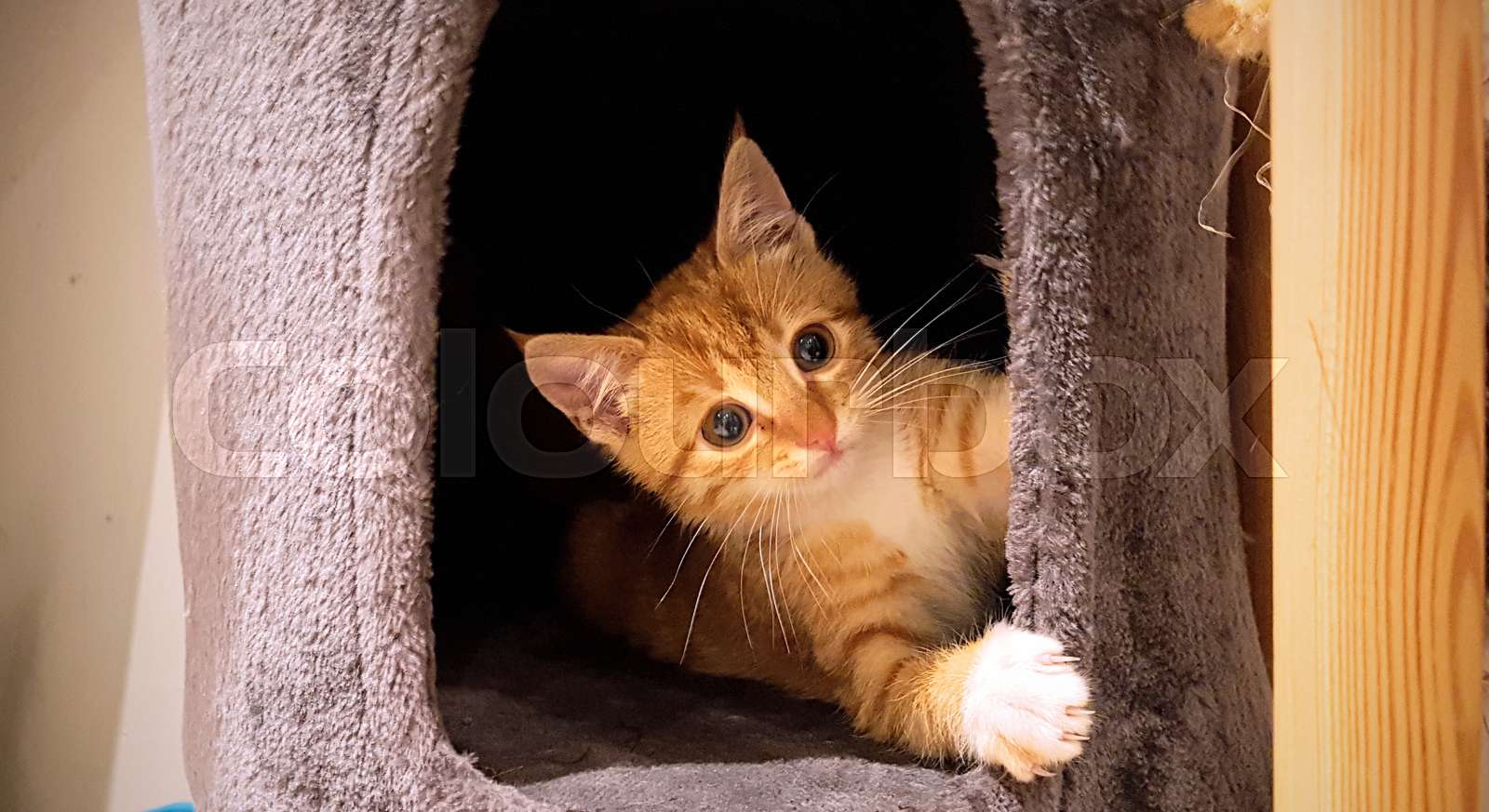 Rød kattekilling kigger ud af kattehule | Stock foto | Colourbox