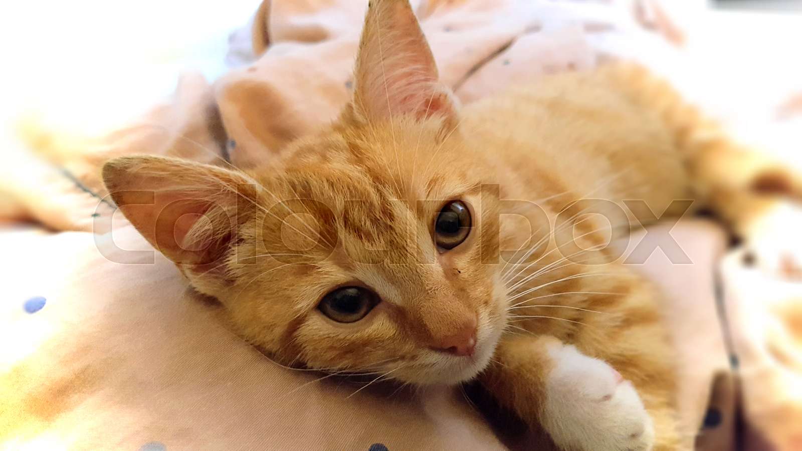 Rødstribet kattekilling ligger i dyne | Stock foto | Colourbox