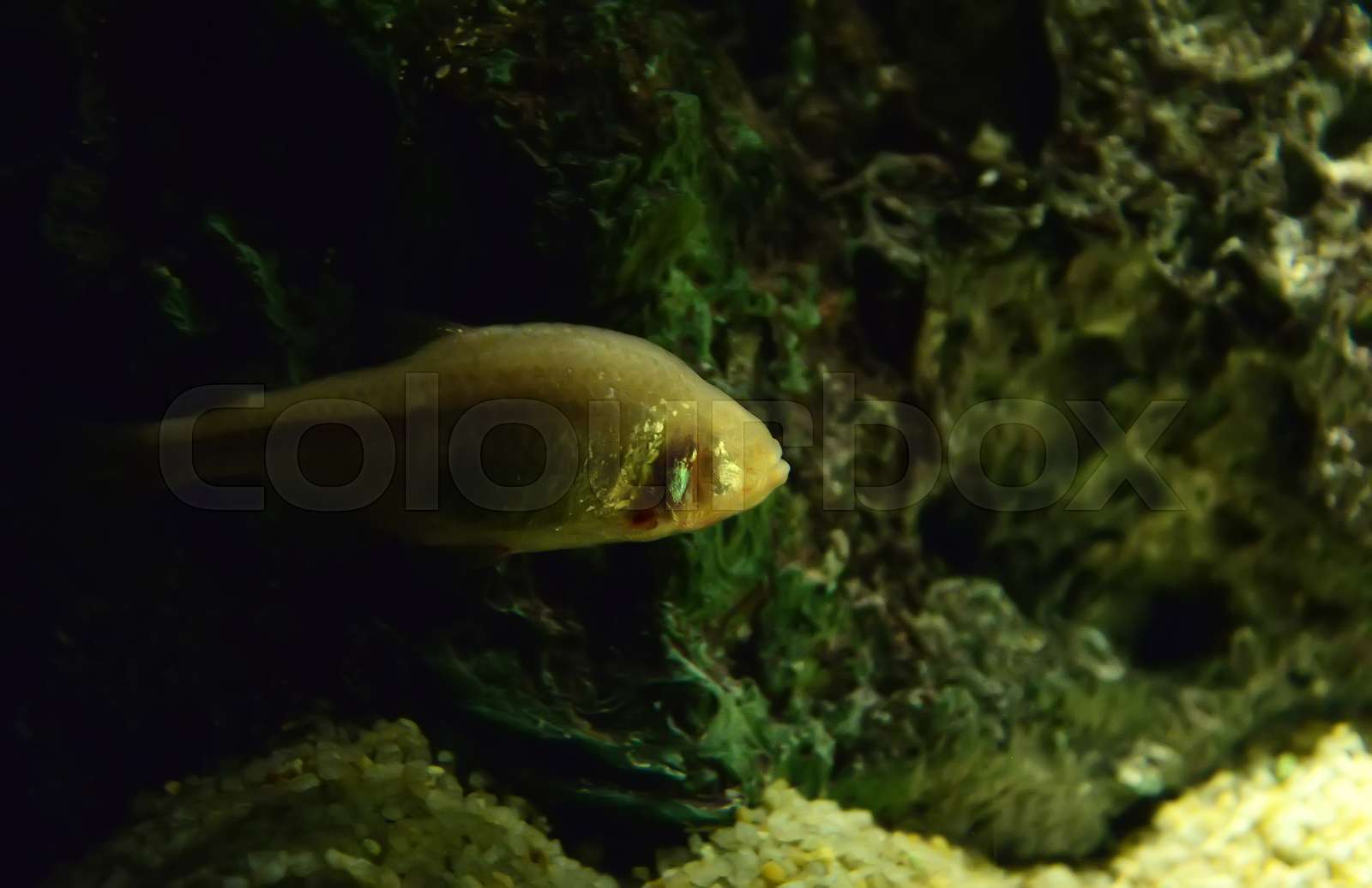Cave fish / blind bave fish or mexican tetra swimming in cave ...