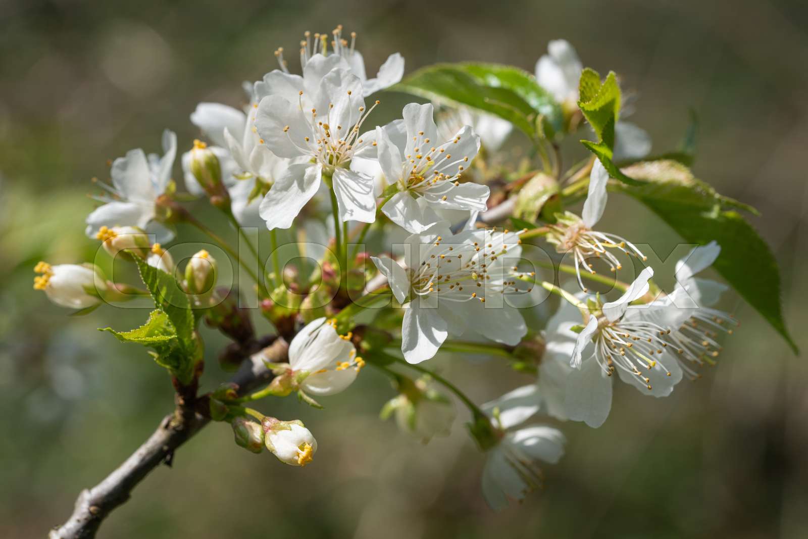 Sweet cherry, Prunus avium | Stock image | Colourbox