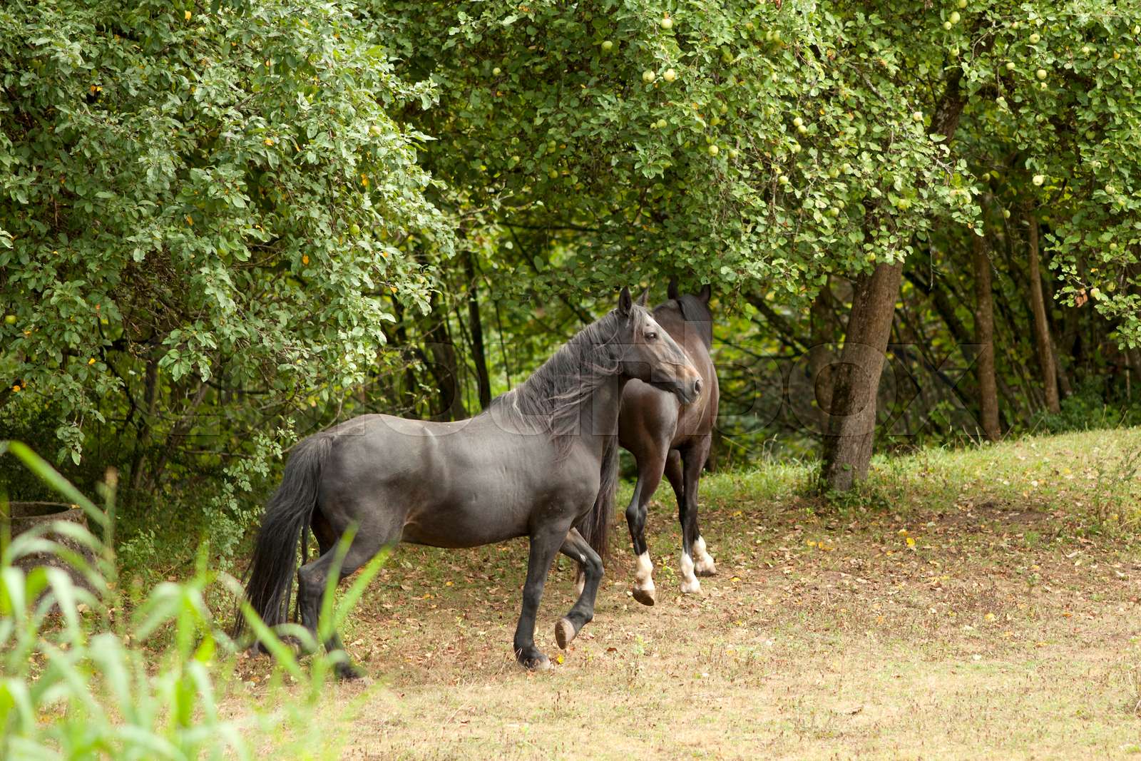 Zwei Schwarze Pferde laufen frei auf der Wiese. Rappen im Sommer ...