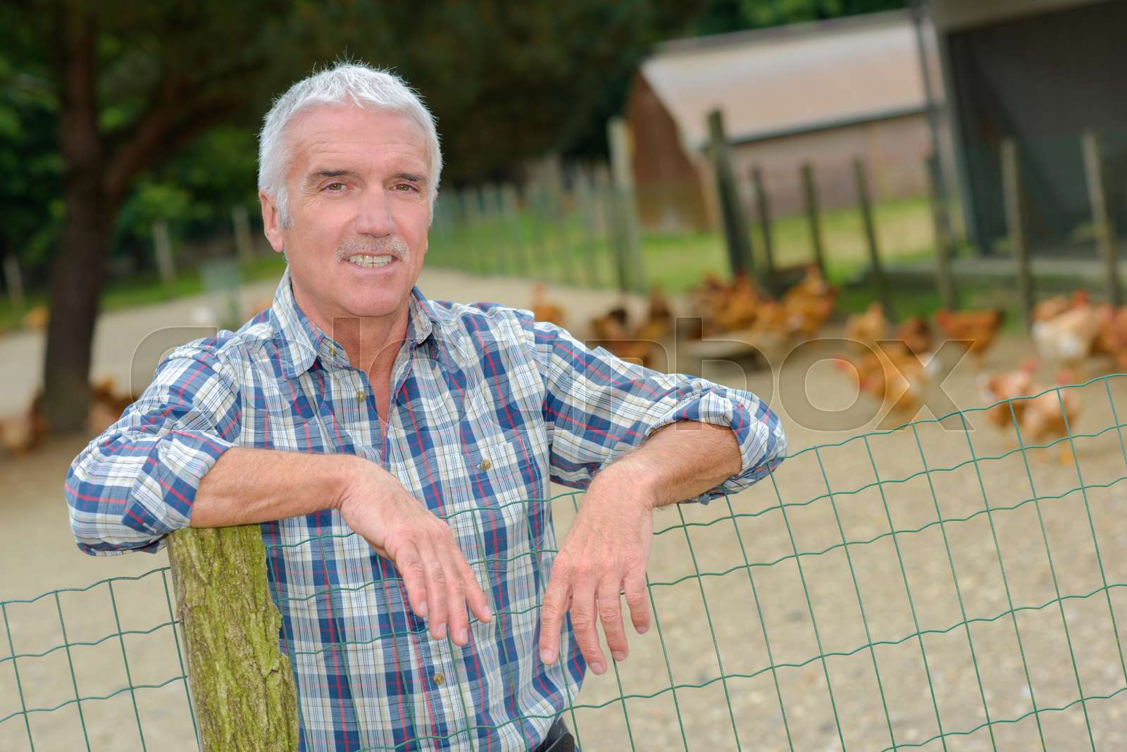 Man leaning on fence of chicken run | Stock image | Colourbox