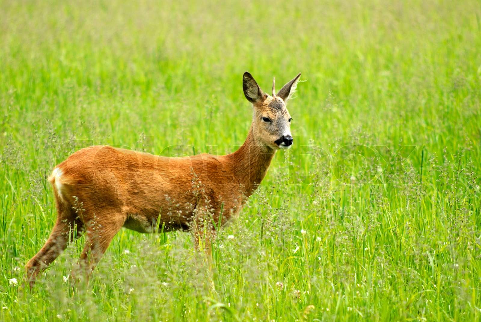 Hirsch-Porträt | Stock Bild | Colourbox