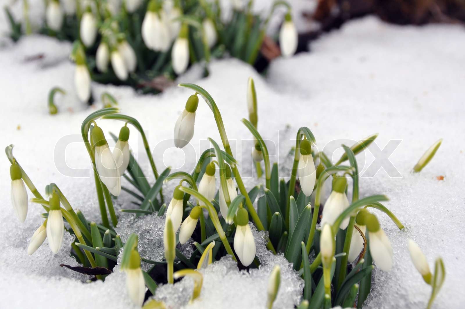 Snowdrops in spring | Stock image | Colourbox