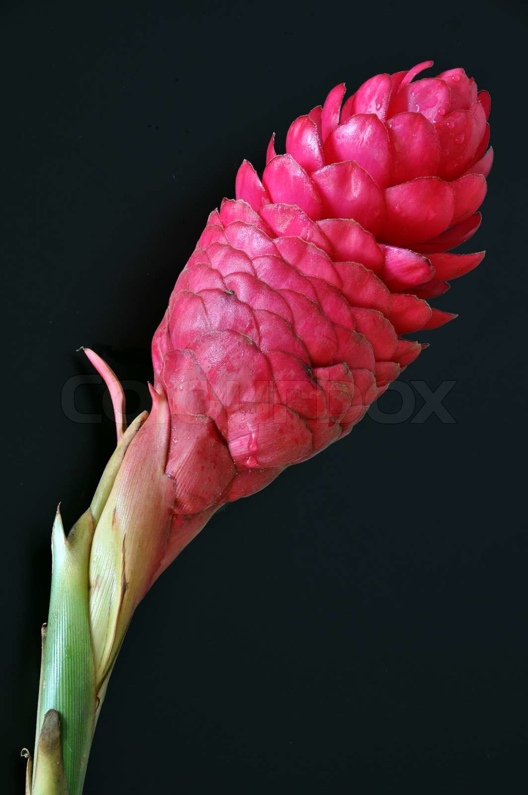Red ginger flower | Stock image | Colourbox