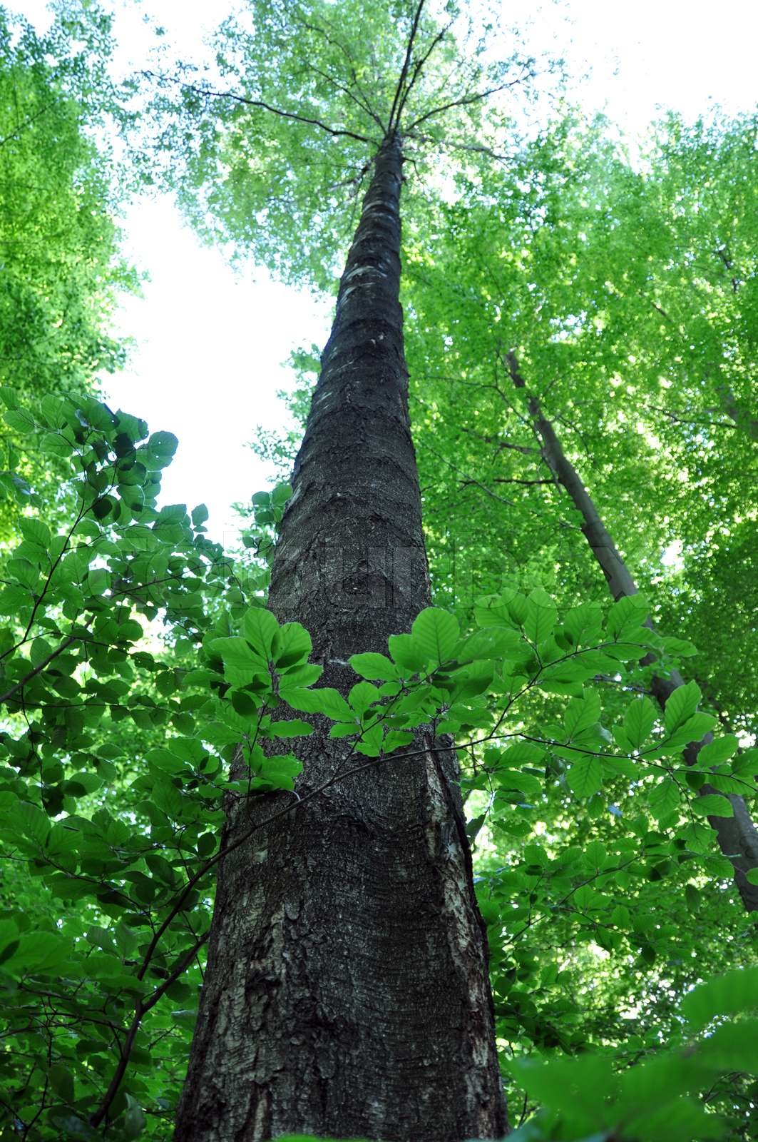 Large beech trees | Stock image | Colourbox