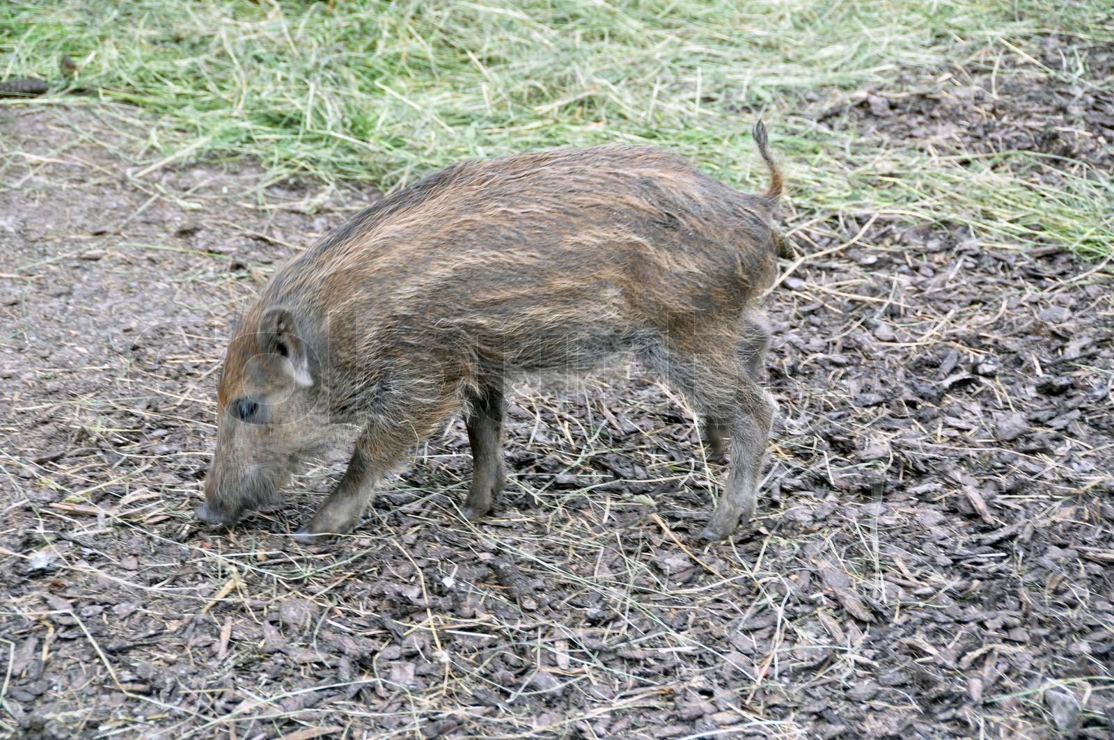 Wild boar piglet | Stock image | Colourbox