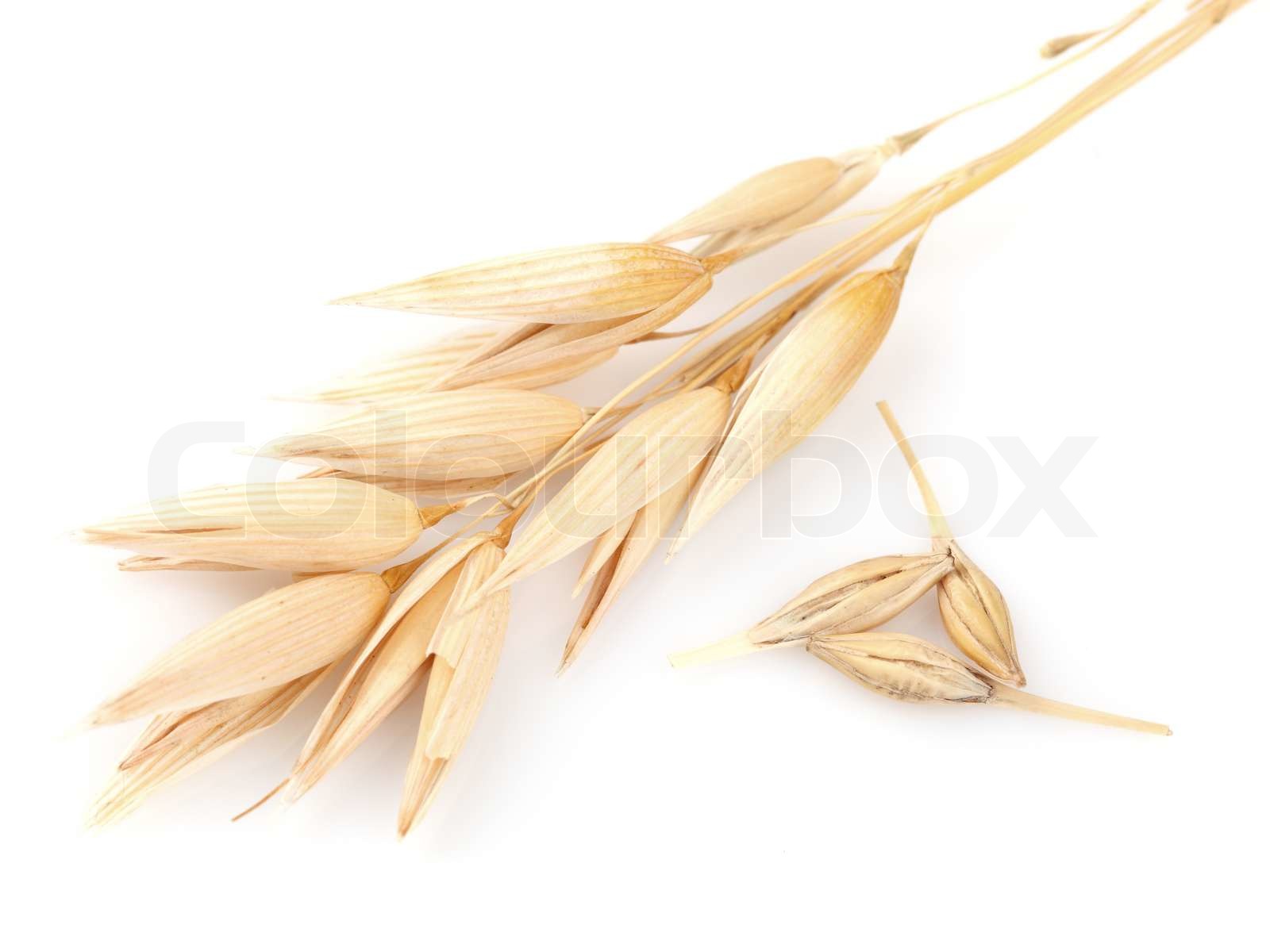 Ohr von Hafer | Stock Bild | Colourbox