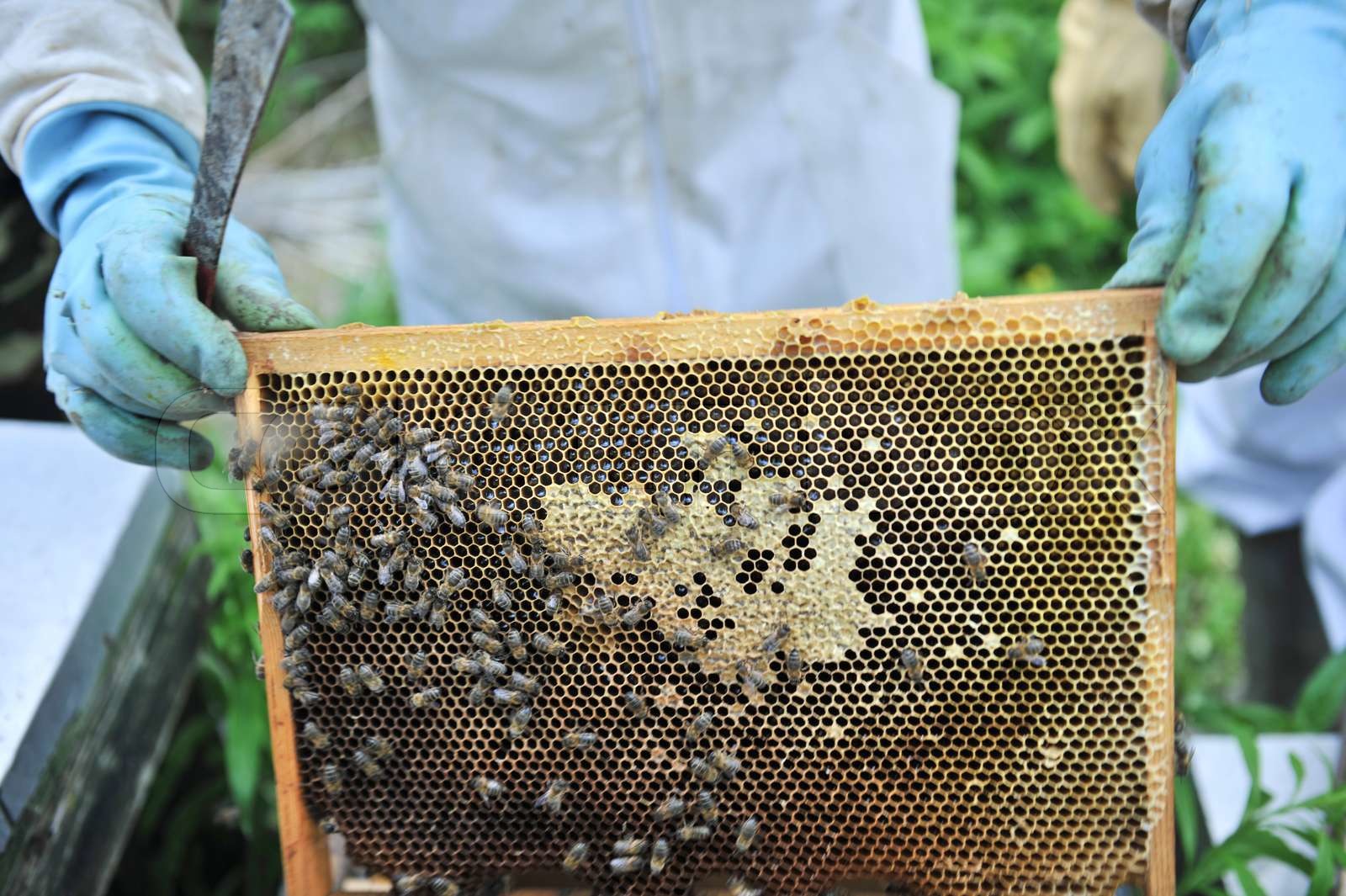 Apiarist at work | Stock image | Colourbox