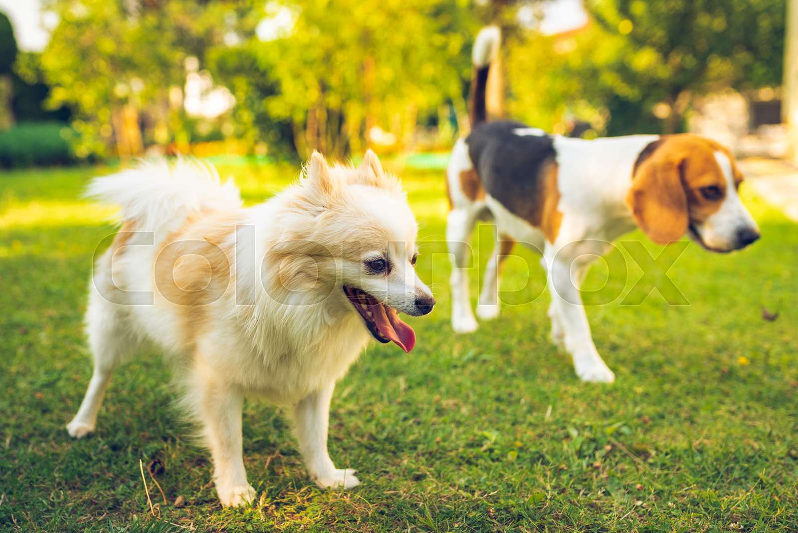 Beagle dog with pomeranian spitz on a green grass in garden. Background ...