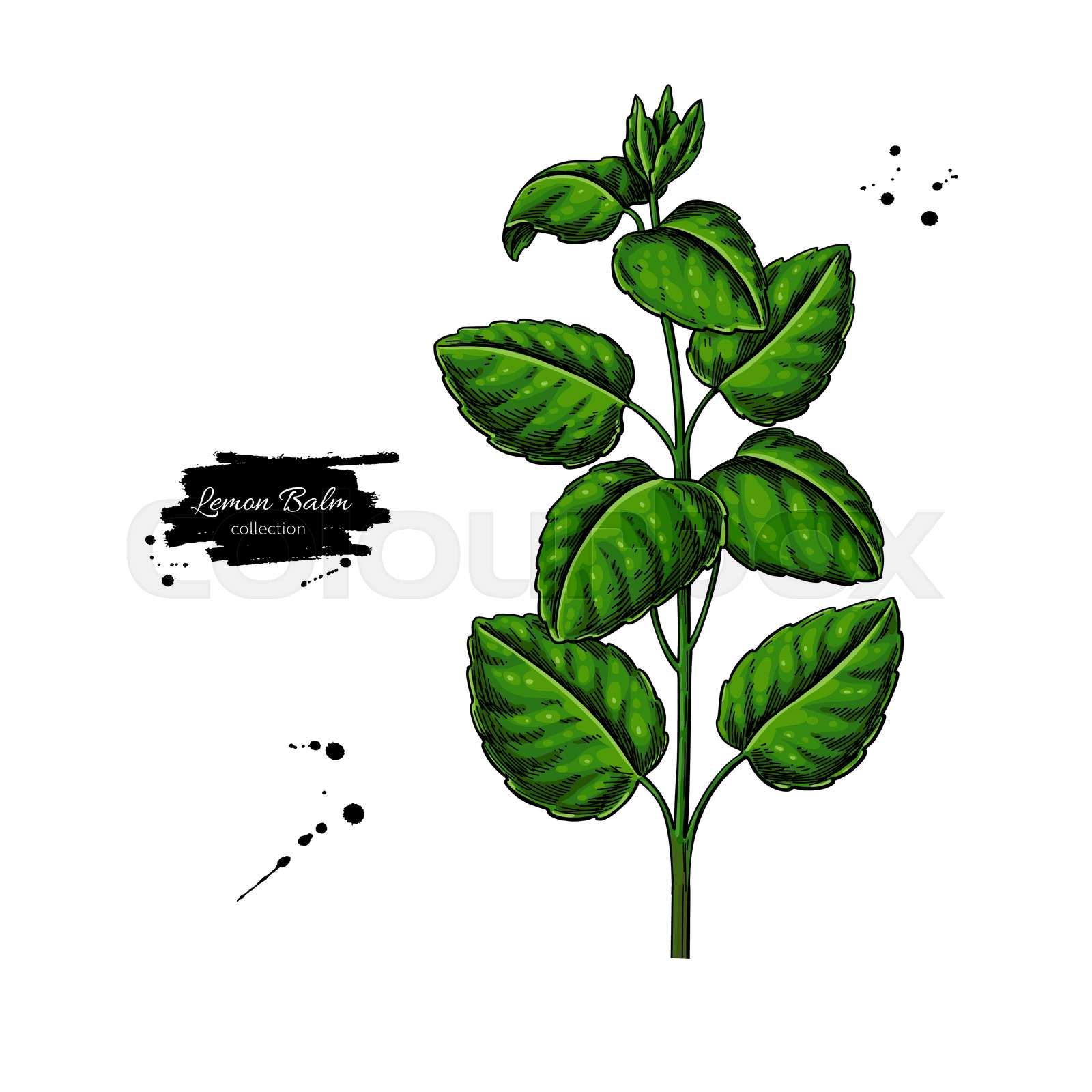 Lemon balm vector drawing. Isolated medical plant branch with leaves ...