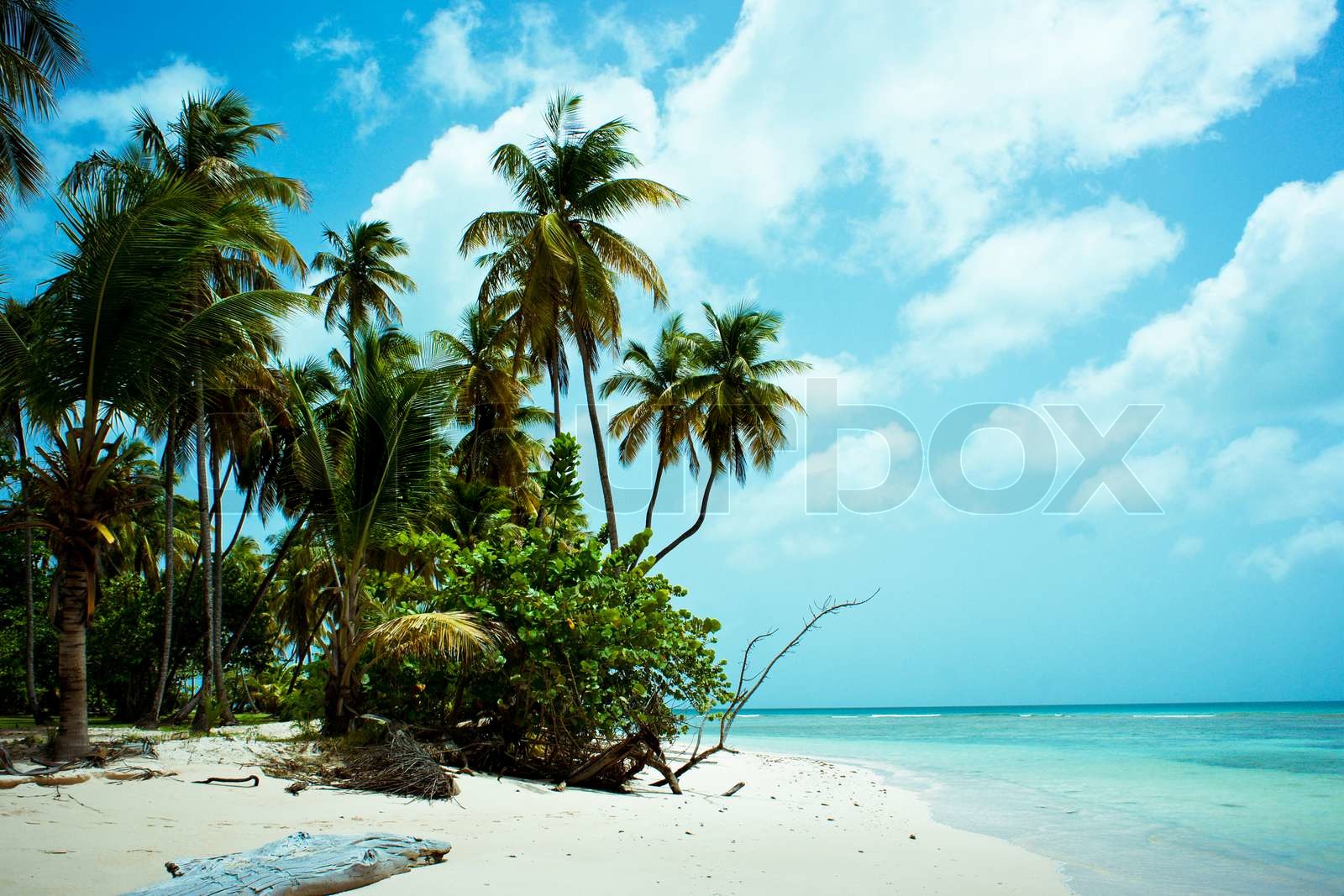 Palm trees on a tropical island | Stock image | Colourbox