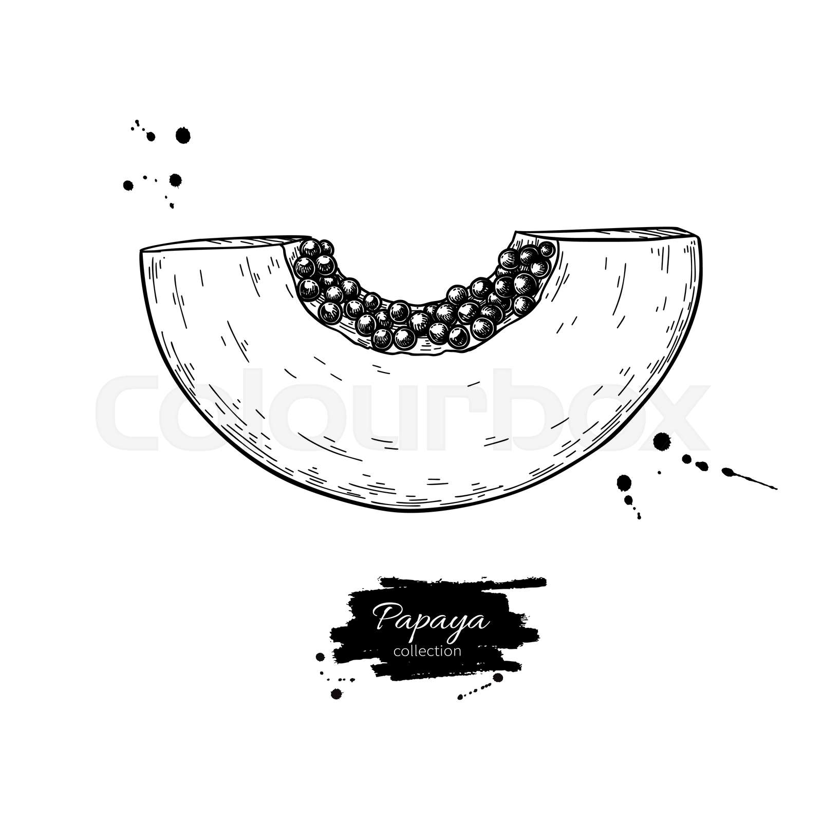 Papaya vector drawing. Hand drawn tropical fruit illustration. Sliced ...