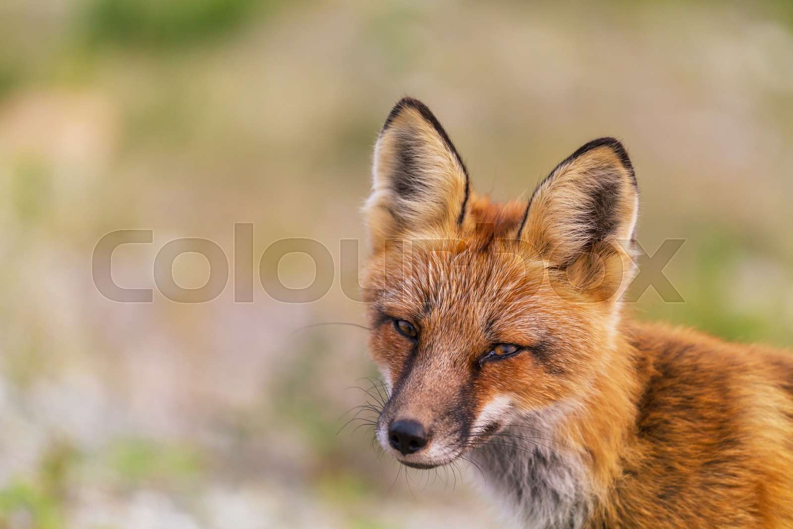 Fox | Stock image | Colourbox