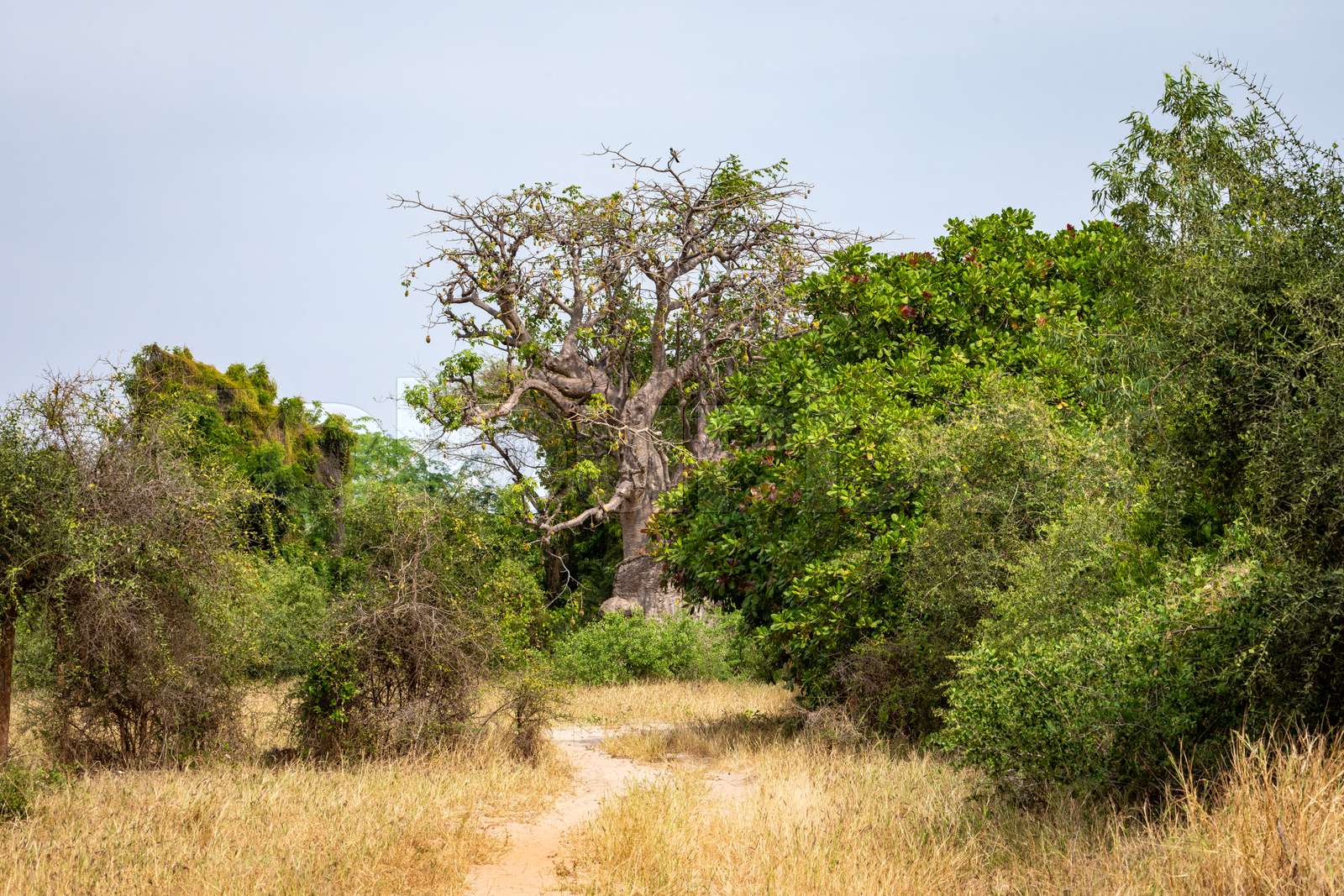 Massive baobab trees in the dry arid savannah of south west Senegal ...