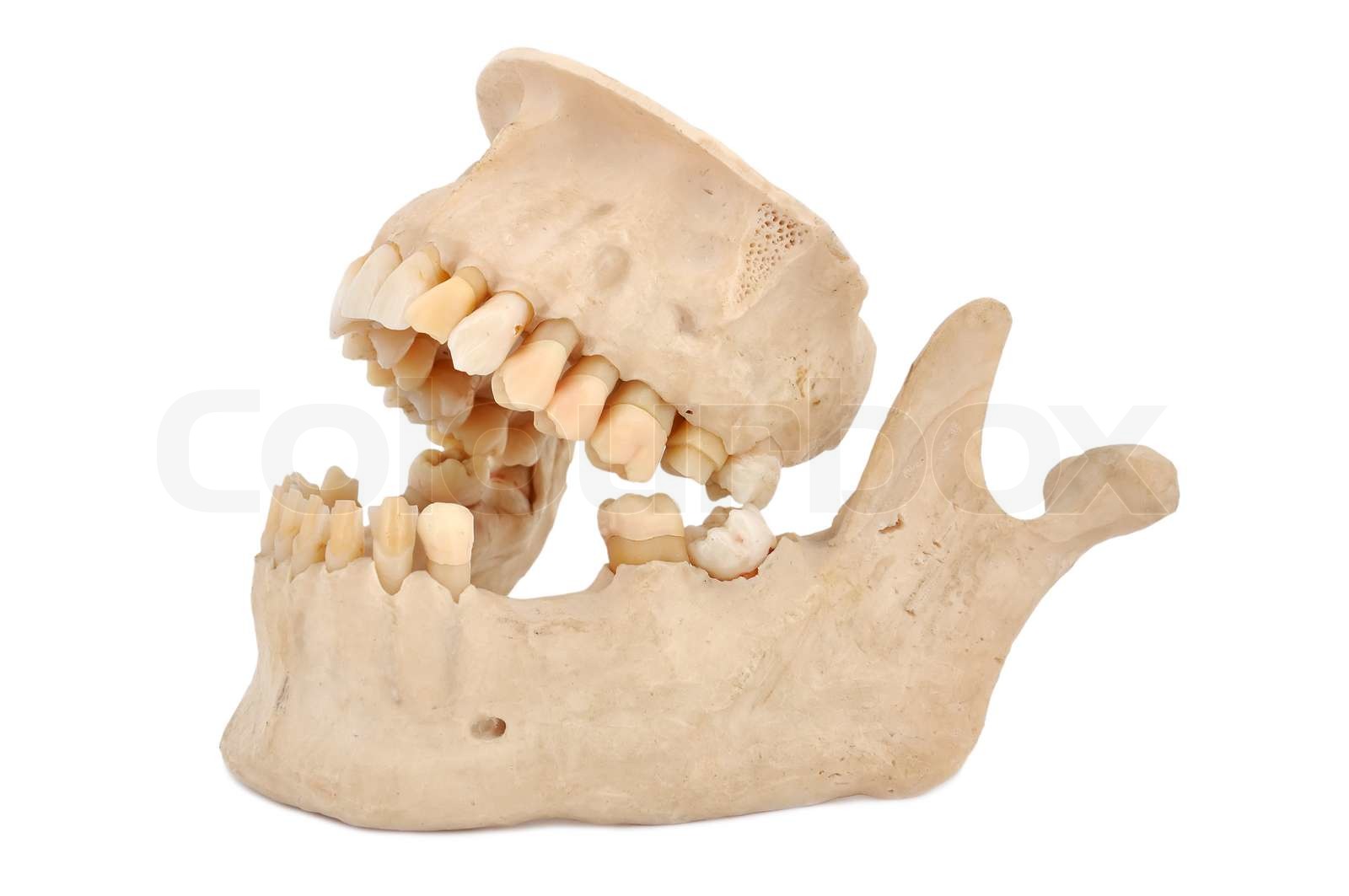 Modell des menschlichen Kiefers | Stock Bild | Colourbox