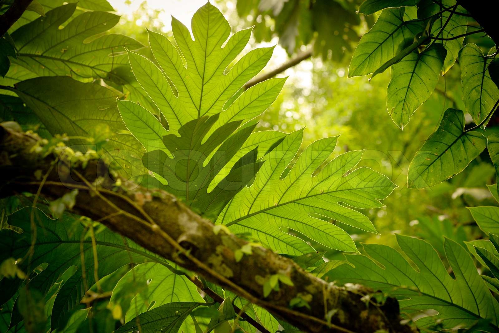 Rainforest with green leaves | Stock image | Colourbox