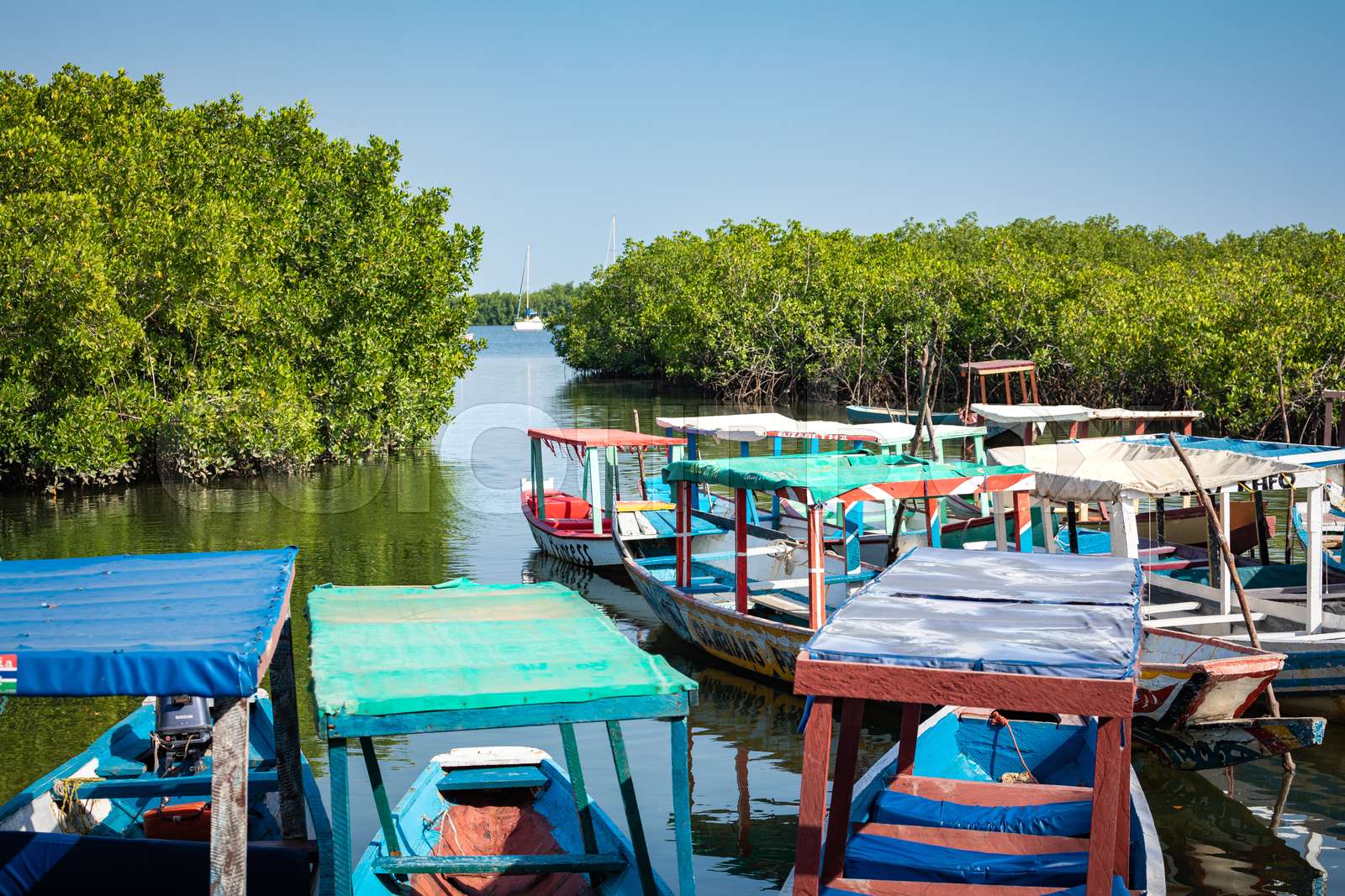 Gambia Mangroves. Lamin Lodge. Traditional long boats. Green mangrove ...
