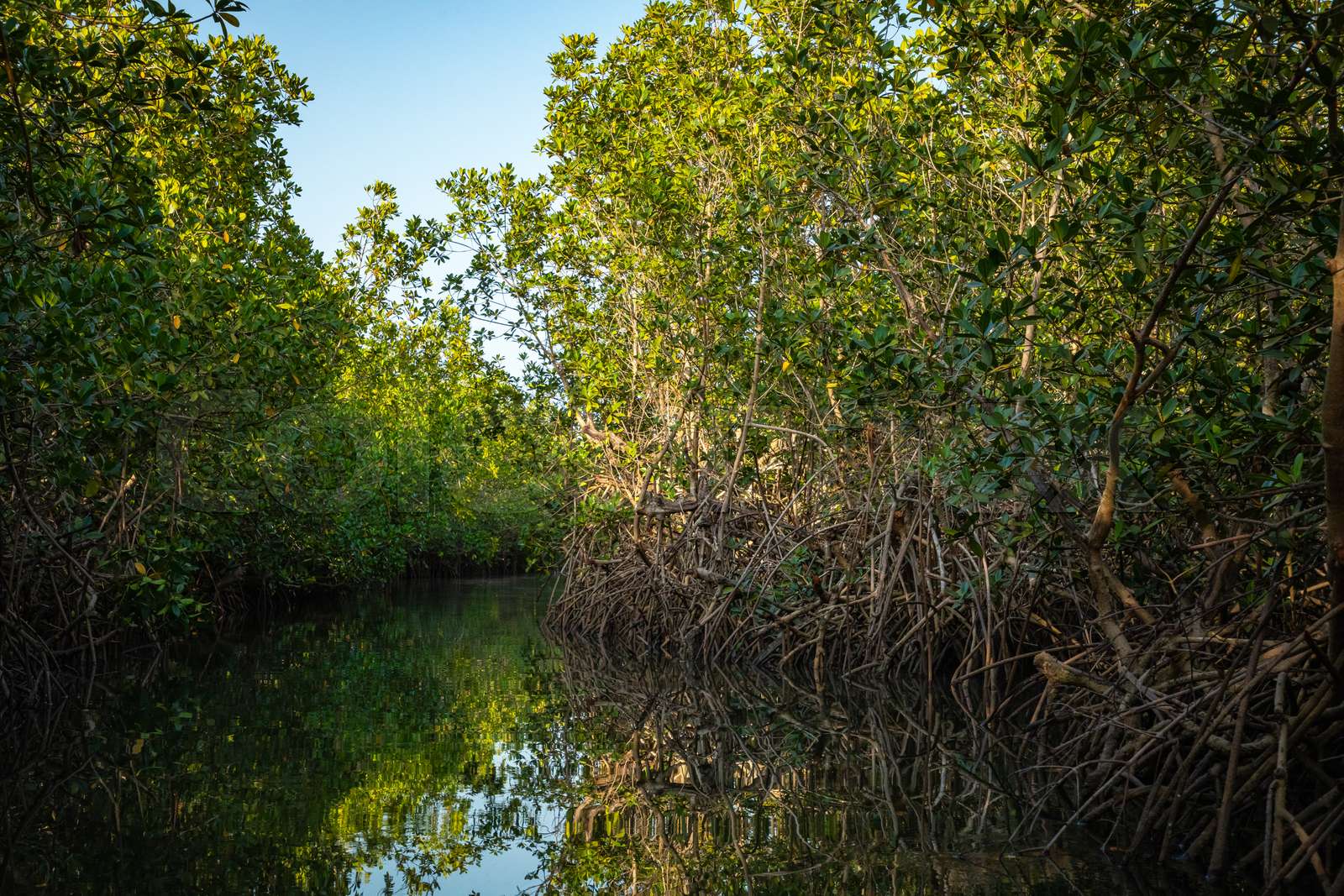 Gambia Mangroves. Green mangrove trees in forest. Gambia. | Stock image ...
